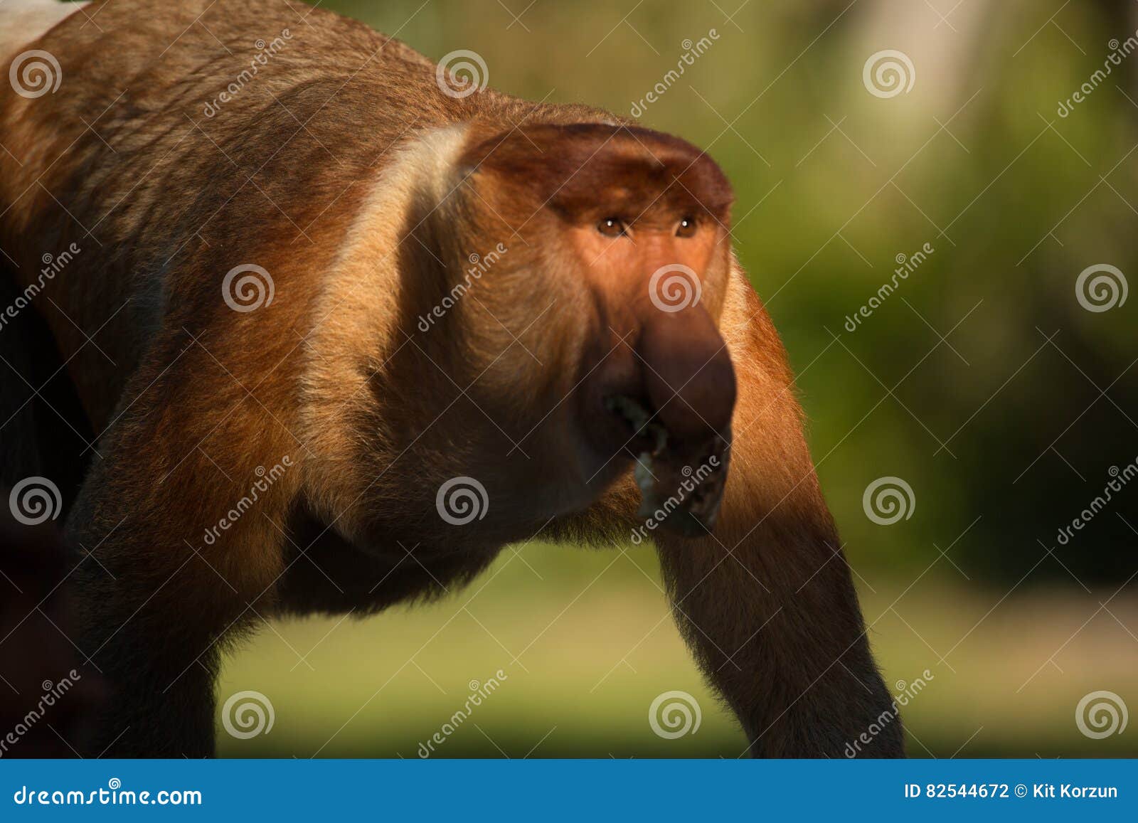 Portrait of Fabulous Long-nosed Monkey Stock Photo - Image of ...