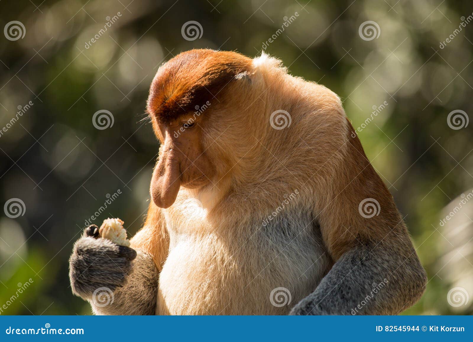 Portrait of Fabulous Long-nosed Monkey Stock Photo - Image of long ...