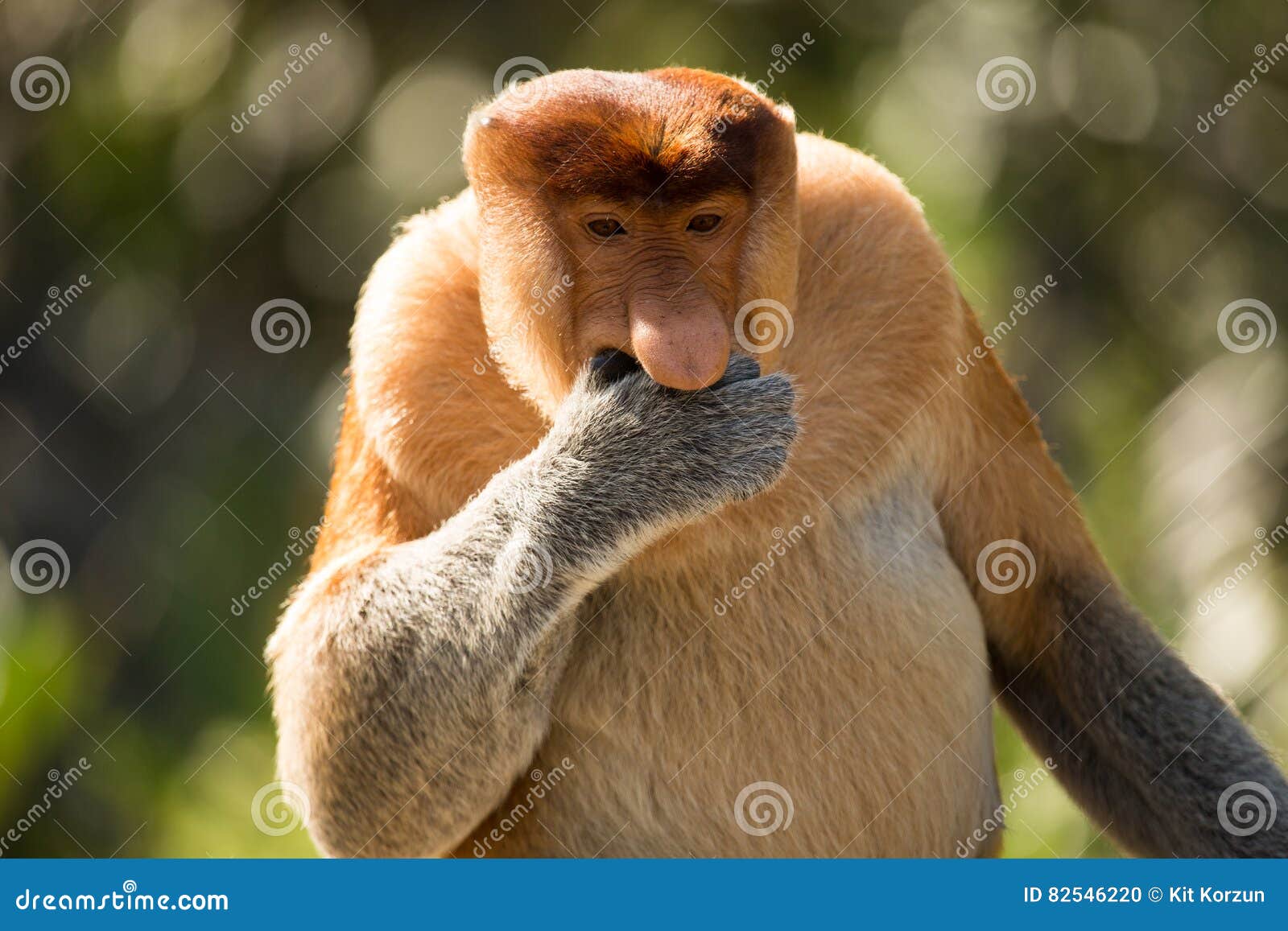 Portrait of Fabulous Long-nosed Monkey Stock Photo - Image of ...