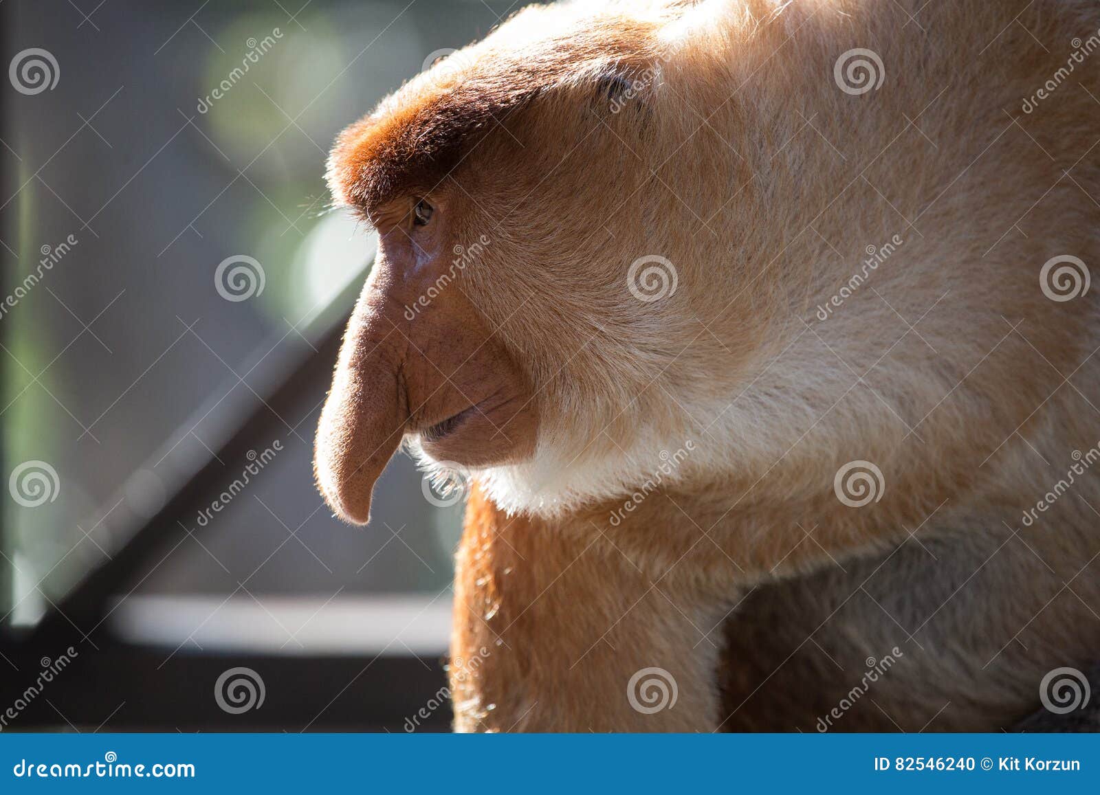 Portrait of Fabulous Long-nosed Monkey Stock Photo - Image of bako ...