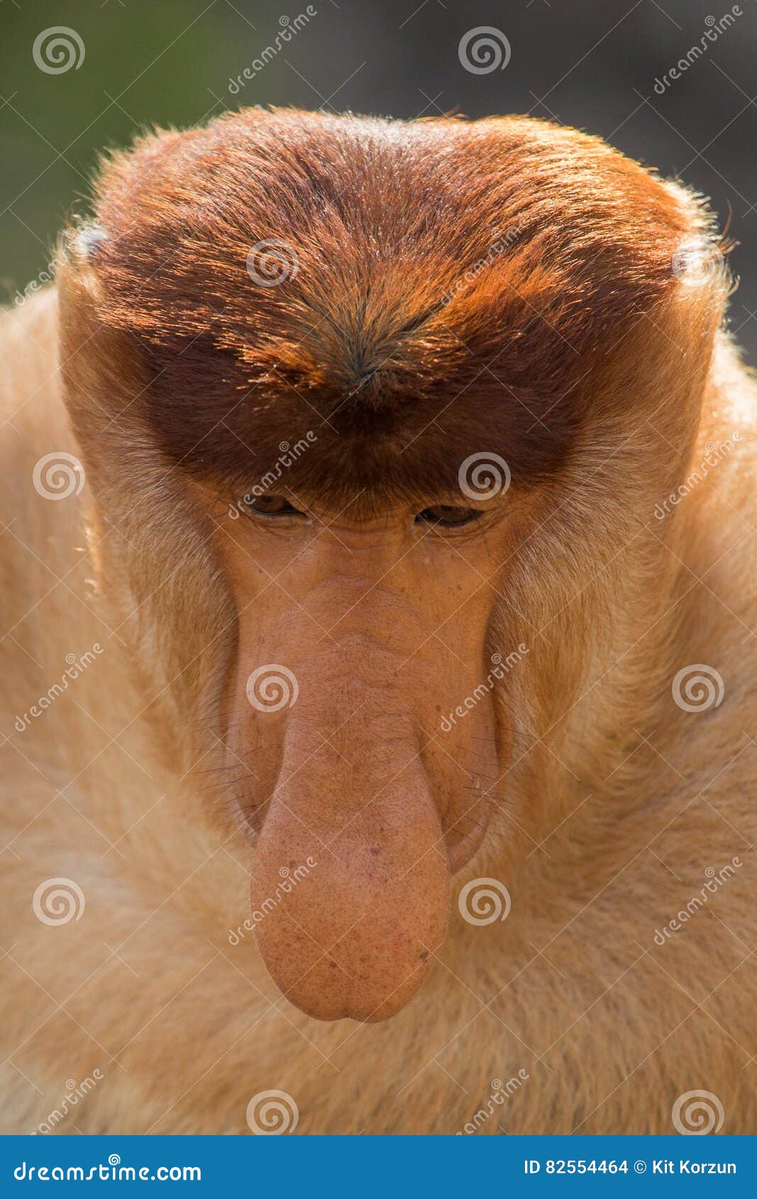 Portrait of Fabulous Long-nosed Monkey Stock Photo - Image of asia ...