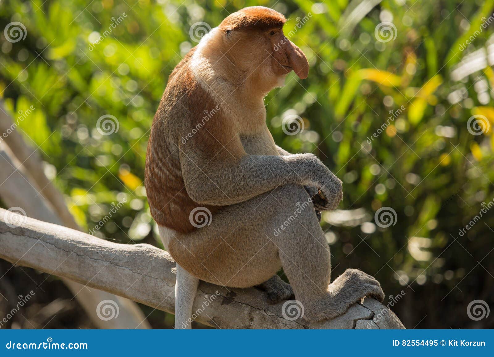 Portrait of Fabulous Long-nosed Monkey Stock Image - Image of bako ...