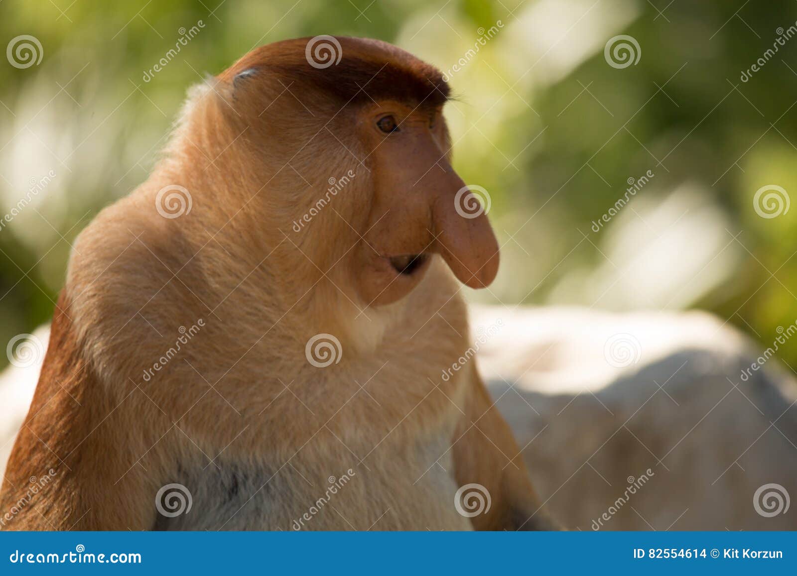 Portrait of Fabulous Long-nosed Monkey Stock Photo - Image of rare ...