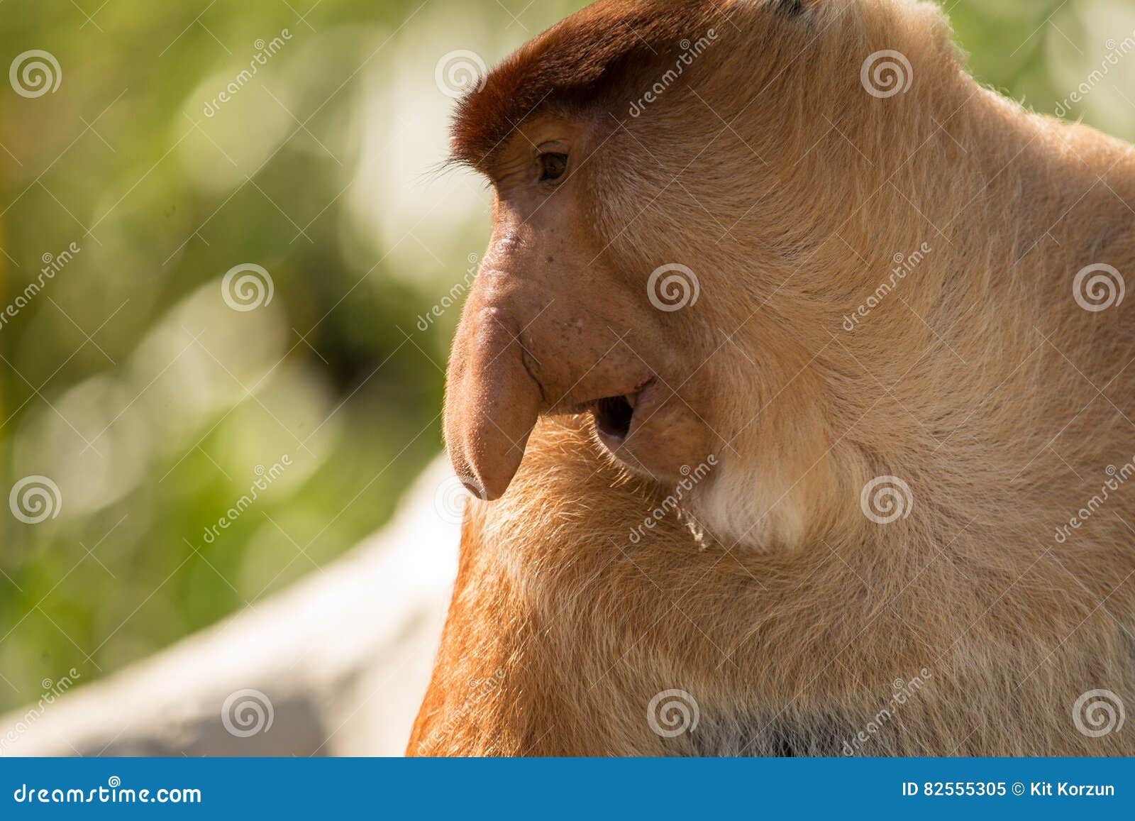 Portrait of Fabulous Long-nosed Monkey Stock Image - Image of borneo ...