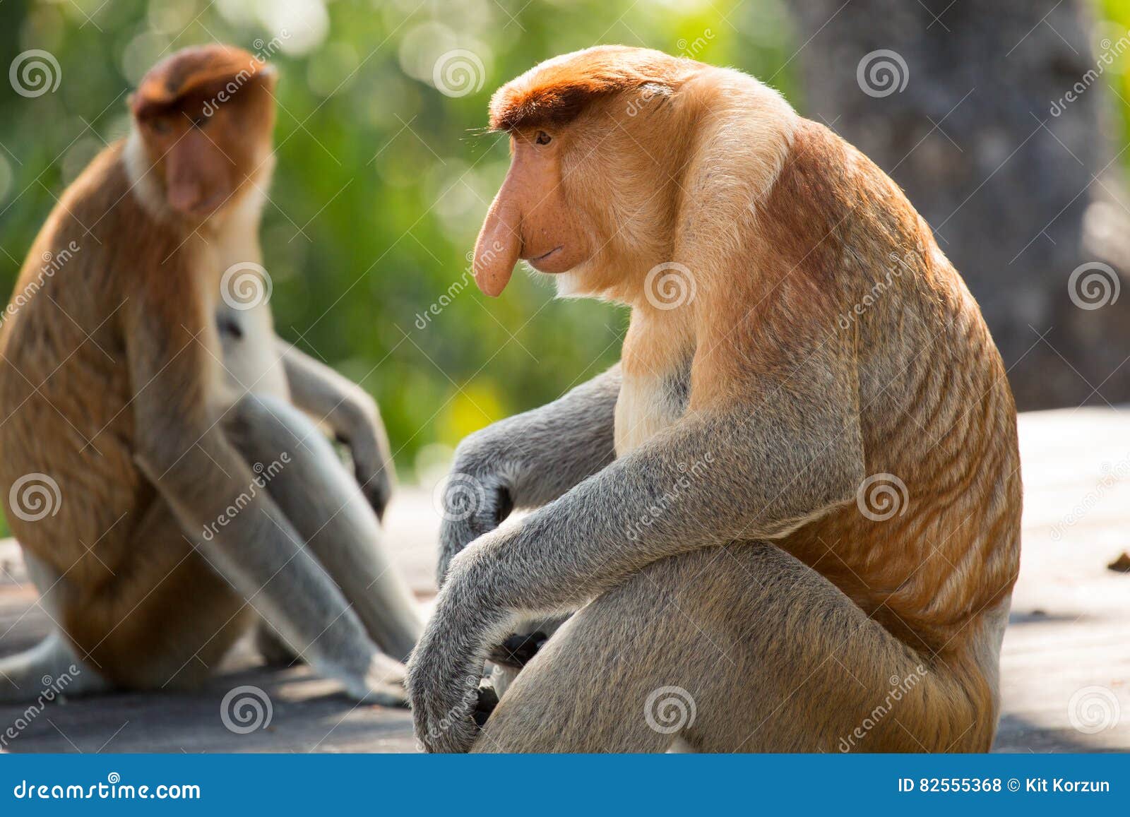 Portrait of Fabulous Long-nosed Monkey Stock Photo - Image of endemic ...