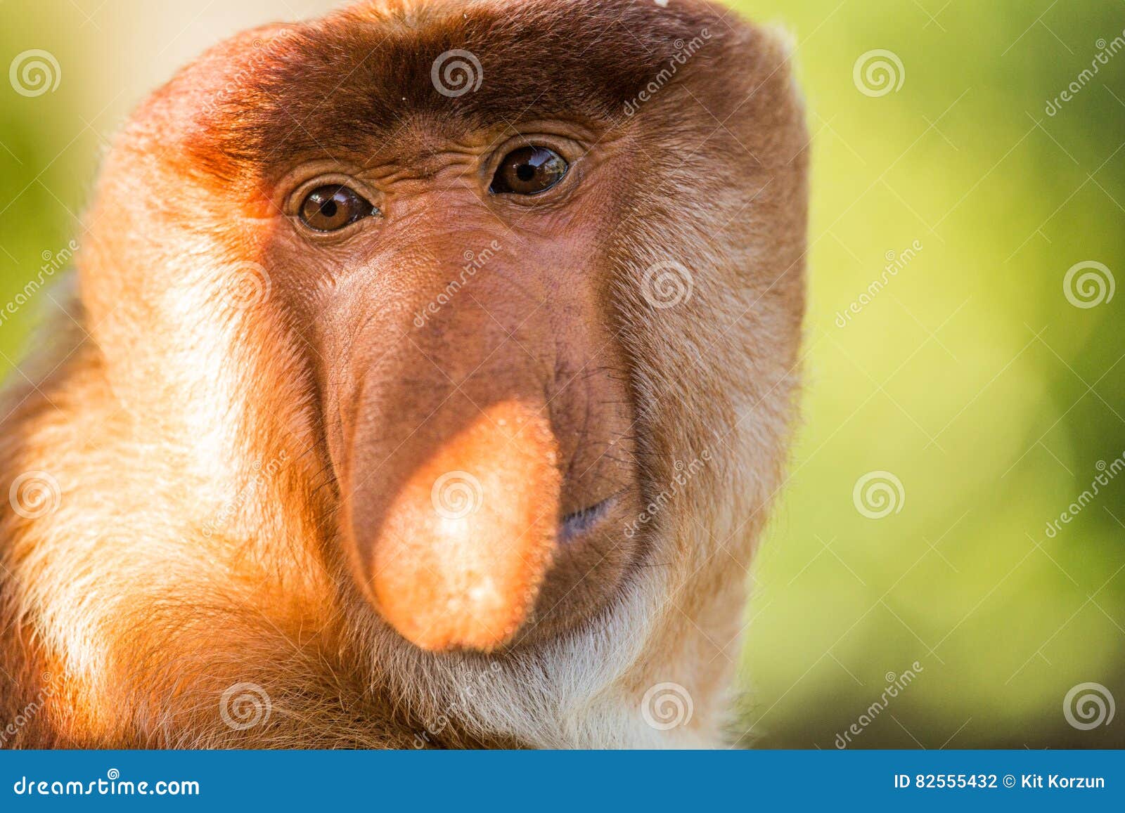 Portrait of Fabulous Long-nosed Monkey Stock Photo - Image of longnosed ...