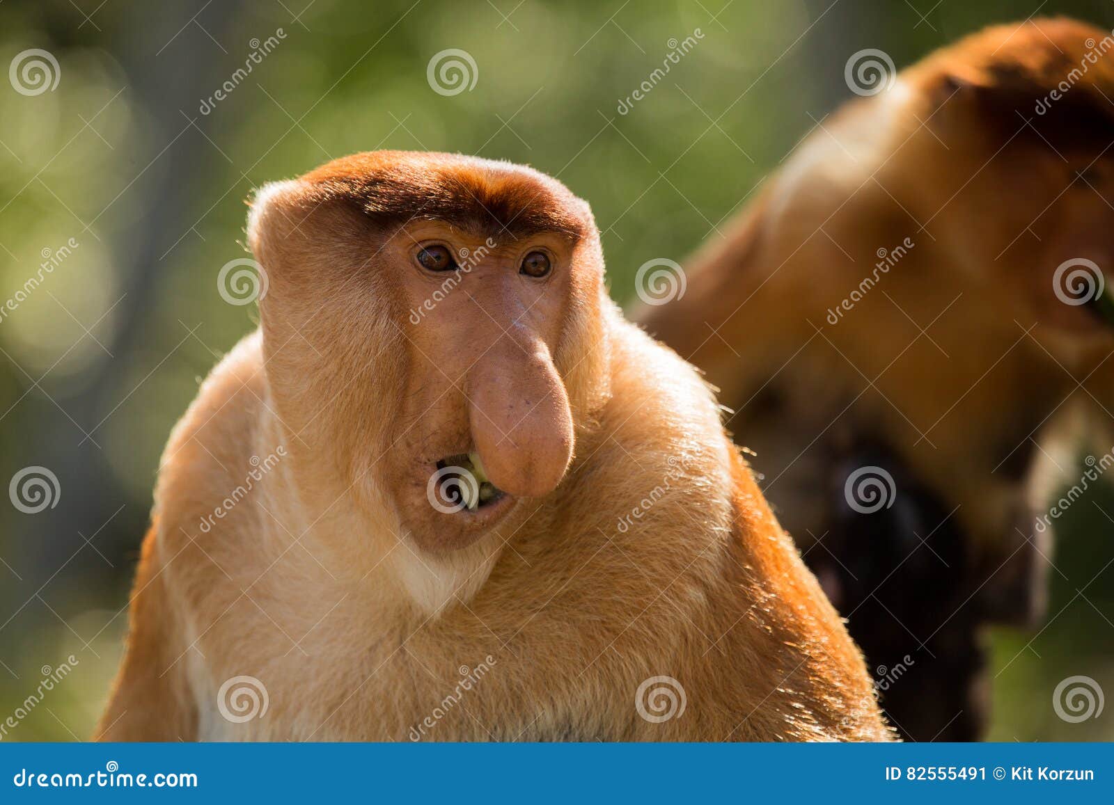 Portrait of Fabulous Long-nosed Monkey Stock Image - Image of nature ...