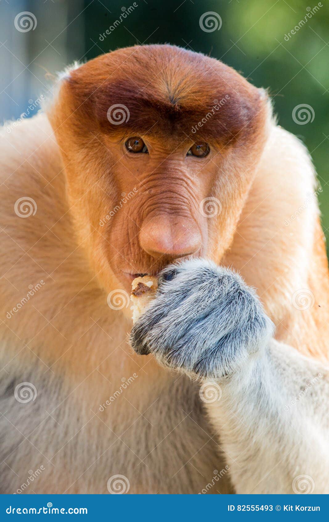 Portrait of Fabulous Long-nosed Monkey Stock Image - Image of strange ...