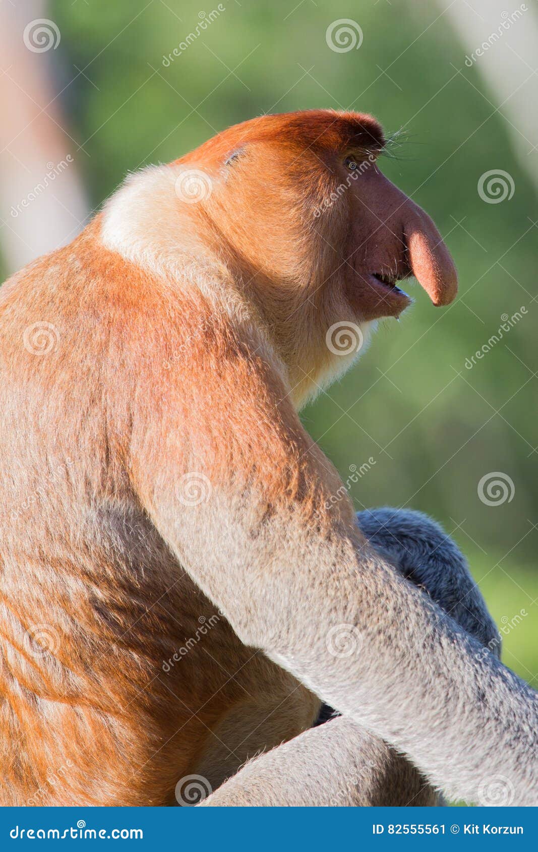 Portrait of Fabulous Long-nosed Monkey Stock Image - Image of asia ...