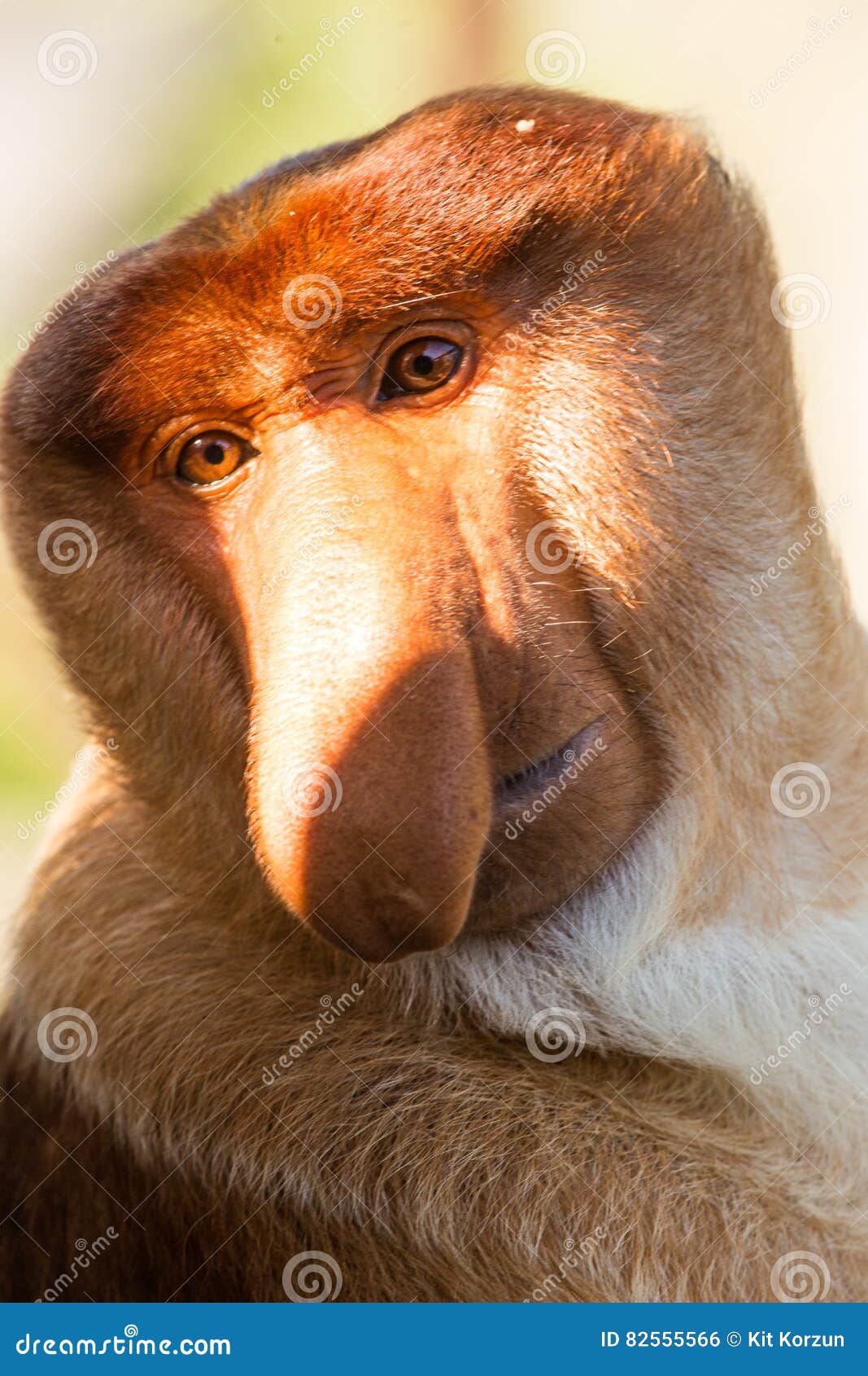 Portrait of Fabulous Long-nosed Monkey Stock Photo - Image of borneo ...