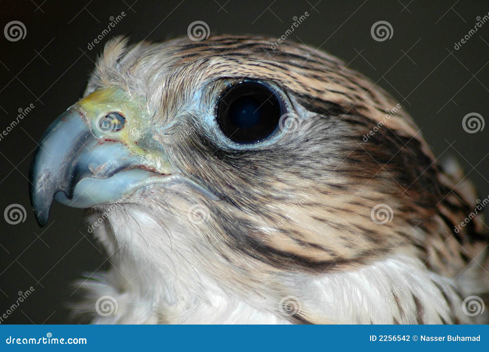 Portrait of falcon stock photo. Image of portrait, closeup - 2256542