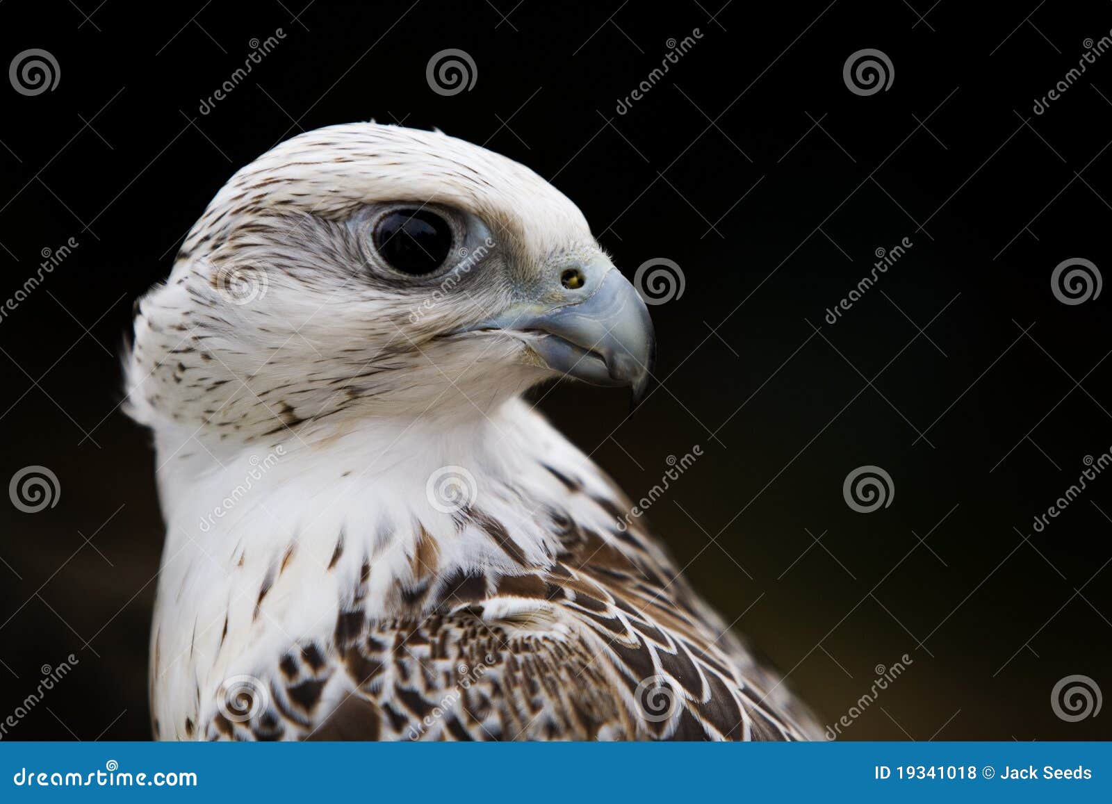 Falcon Bird Photo Texture Royalty-Free Stock Photography ...