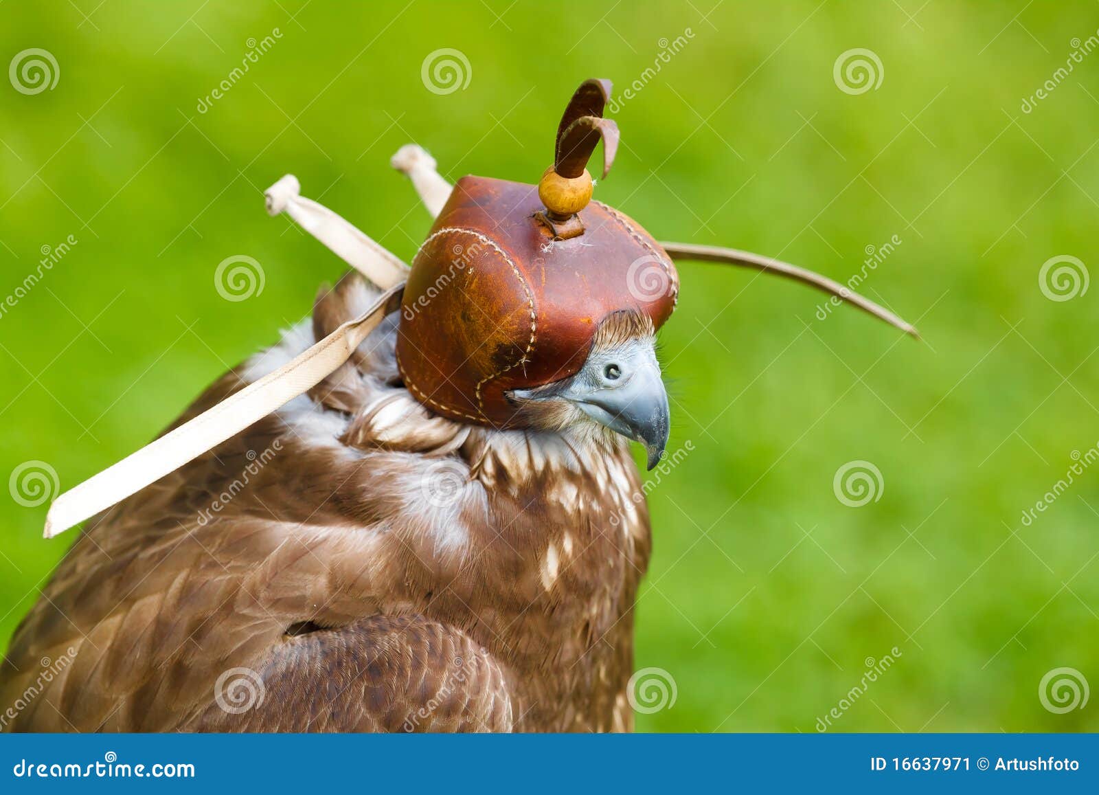 Portrait of Falcon with a Cap Stock Image - Image of blind, wildlife ...