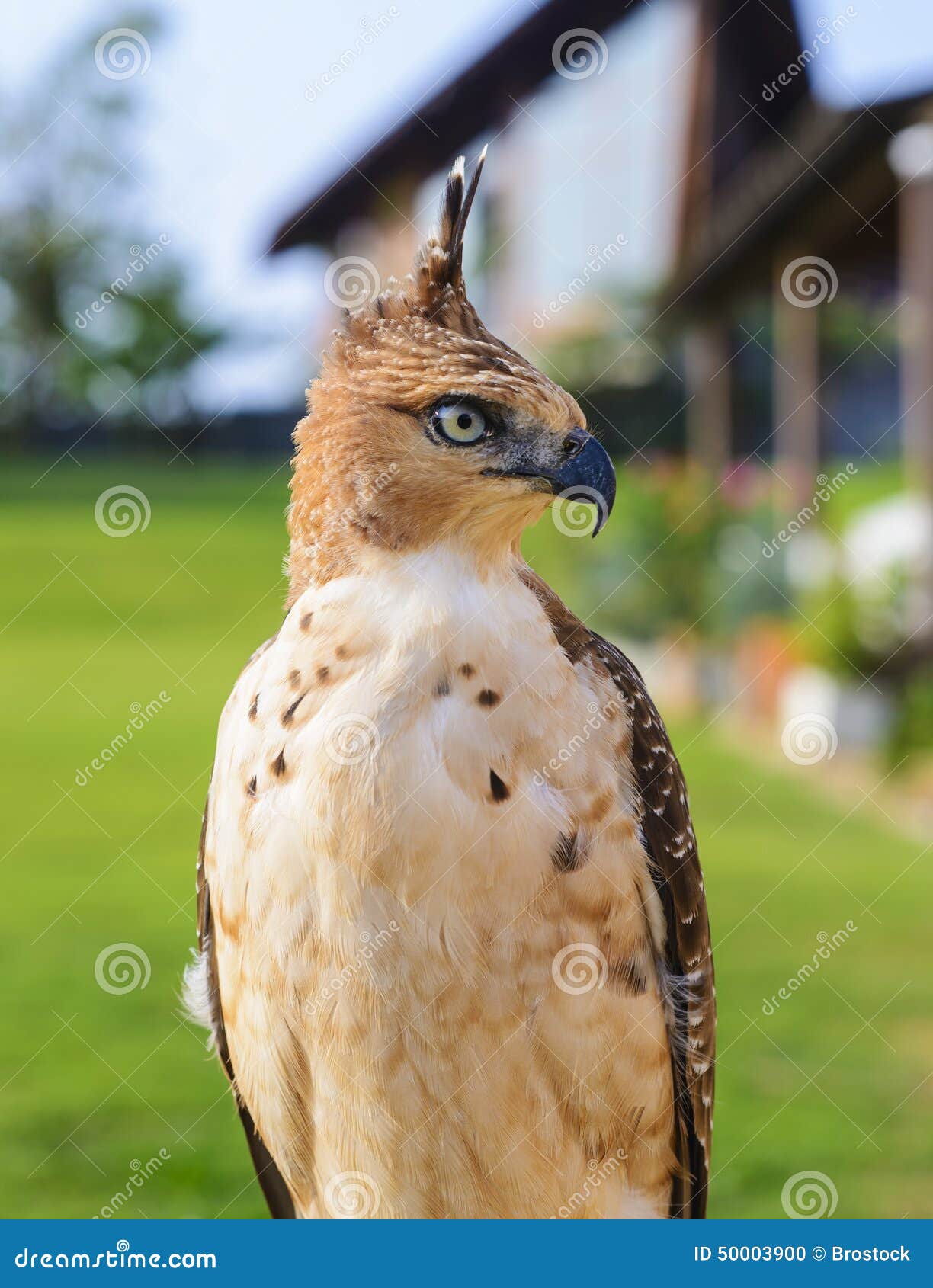 Portrait of a falcon stock photo. Image of beak, nature - 50003900