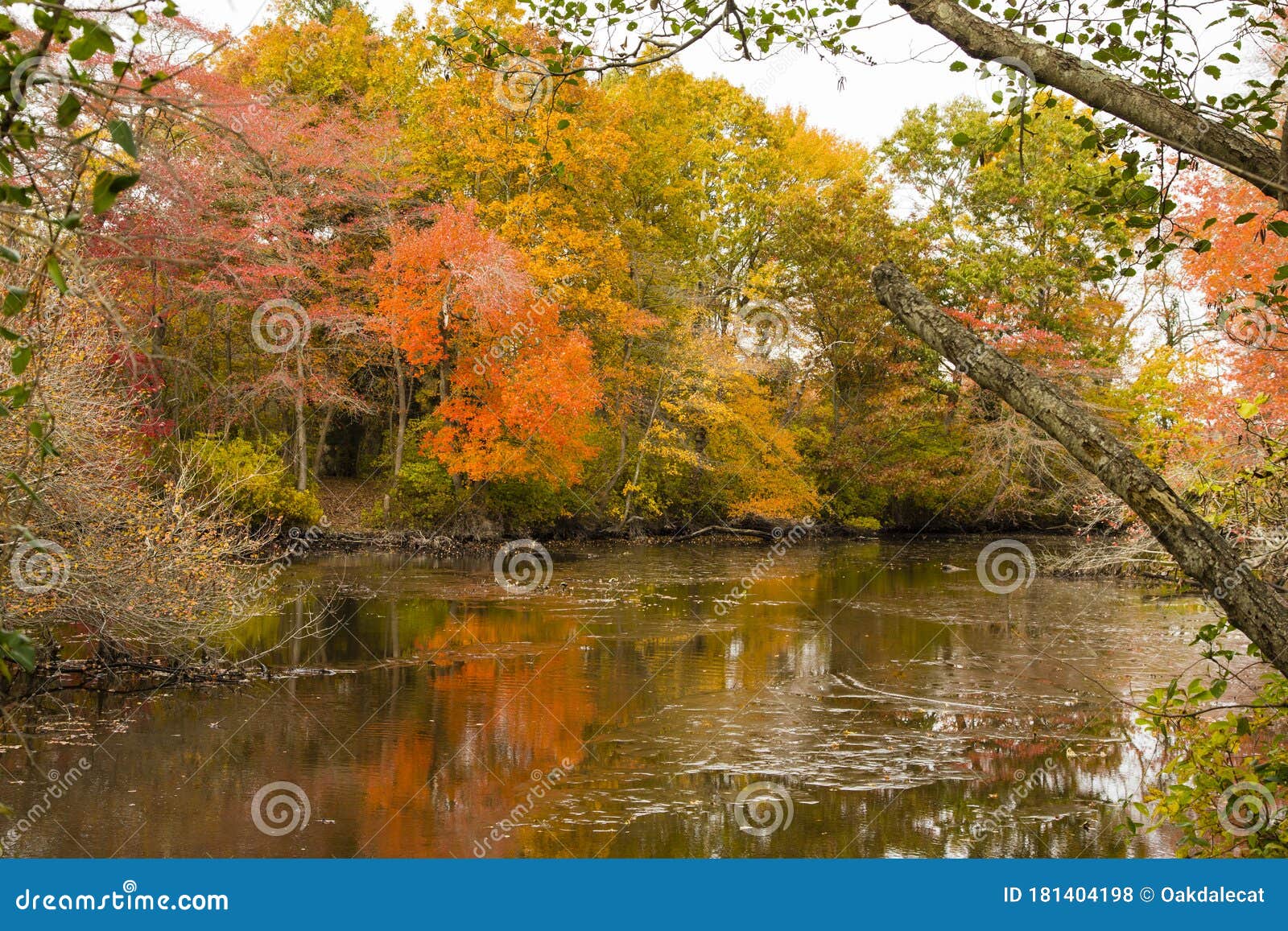 Portrait of Fall Trees with Reflection on Pond Stock Photo - Image of ...
