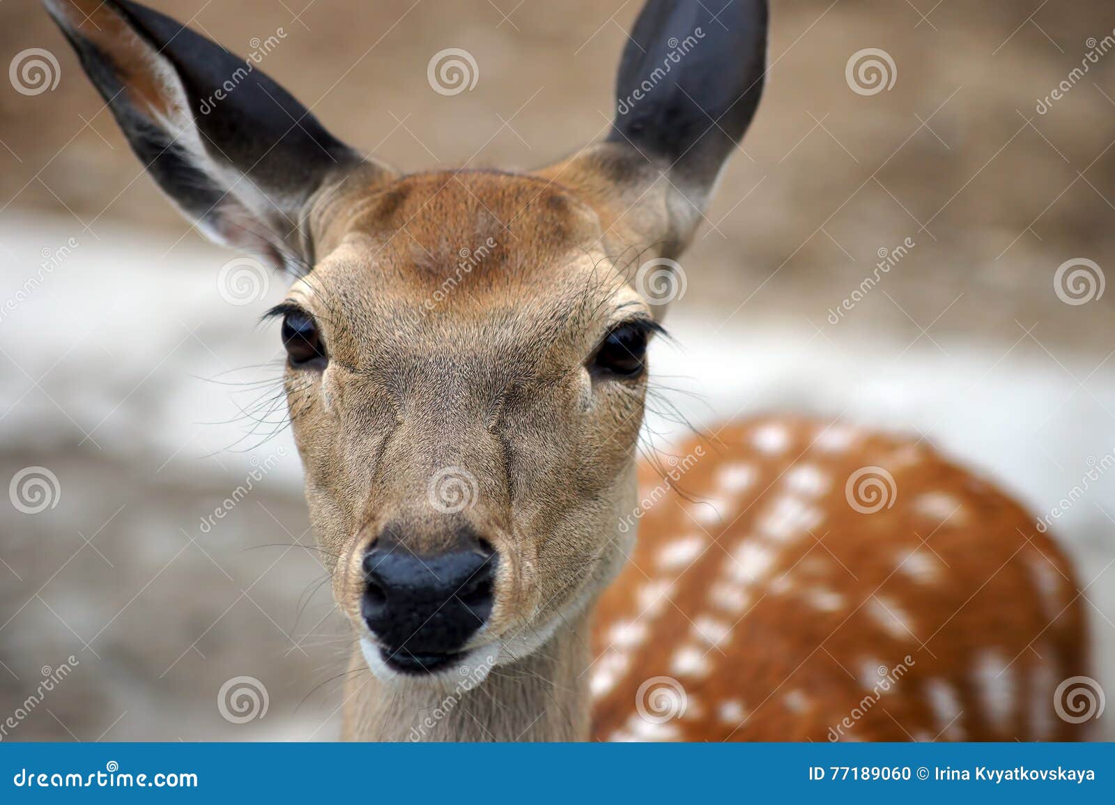 Portrait of fallow deer stock photo. Image of head, beauty - 77189060