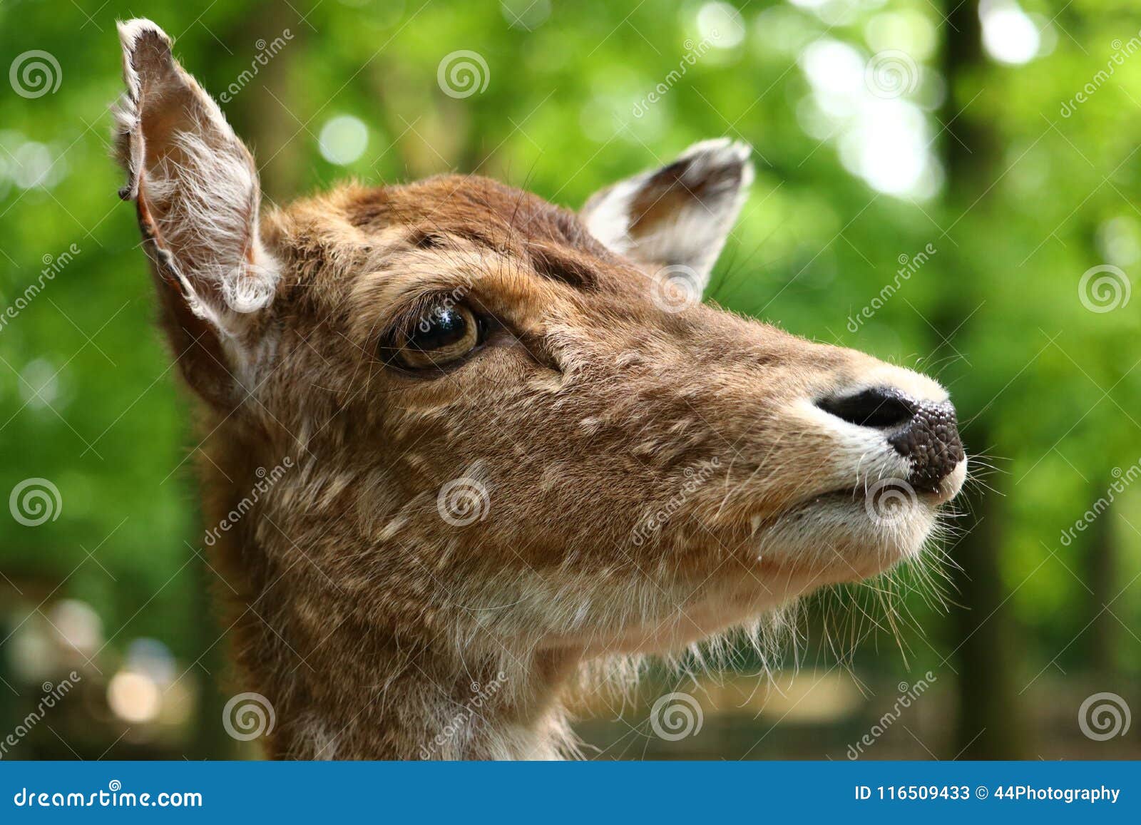 Portrait of Fallow Deer Cervidae Stock Image - Image of deer, bambi ...