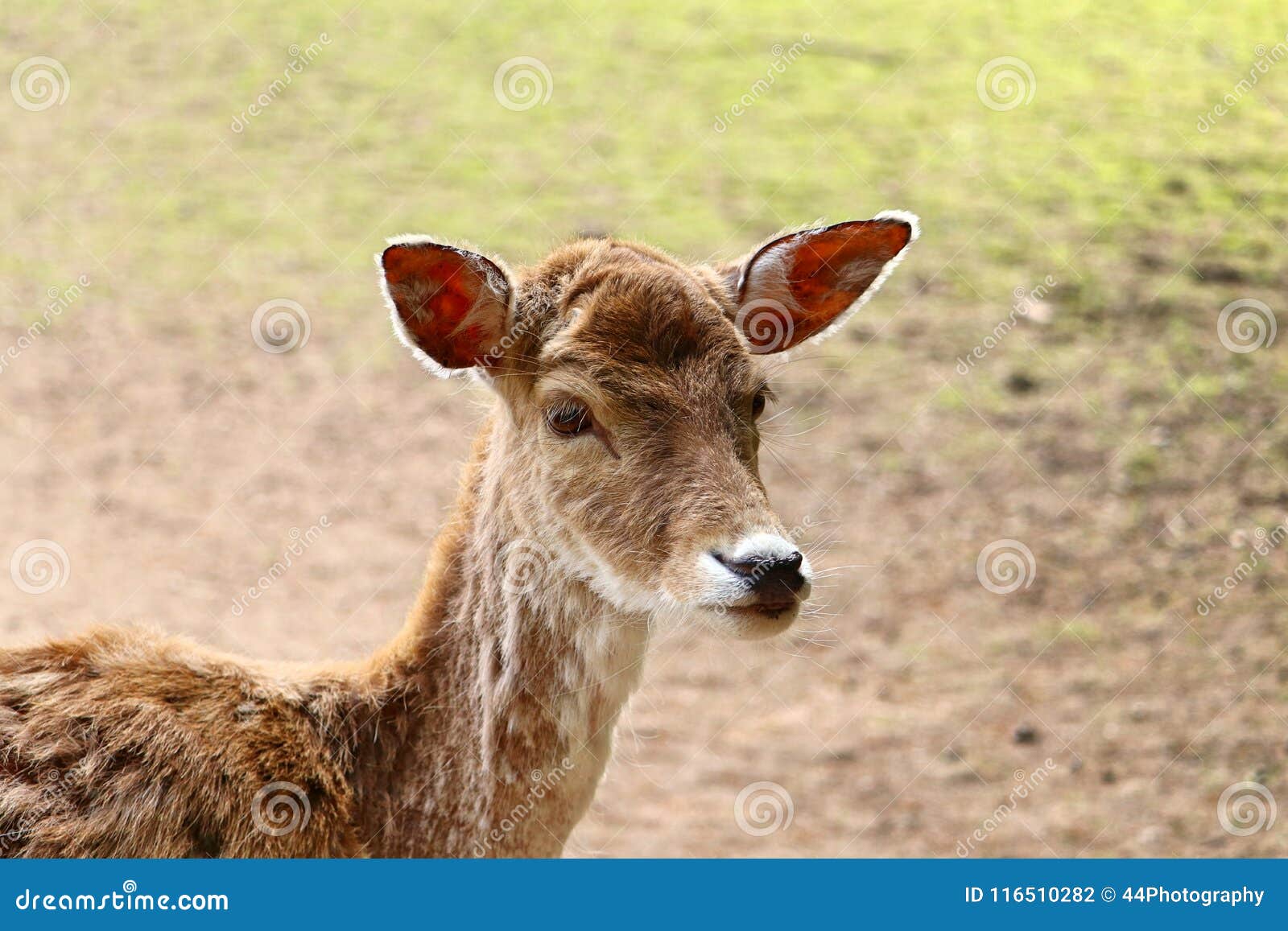 Portrait of Fallow Deer Cervidae Stock Photo - Image of ears, cerf ...
