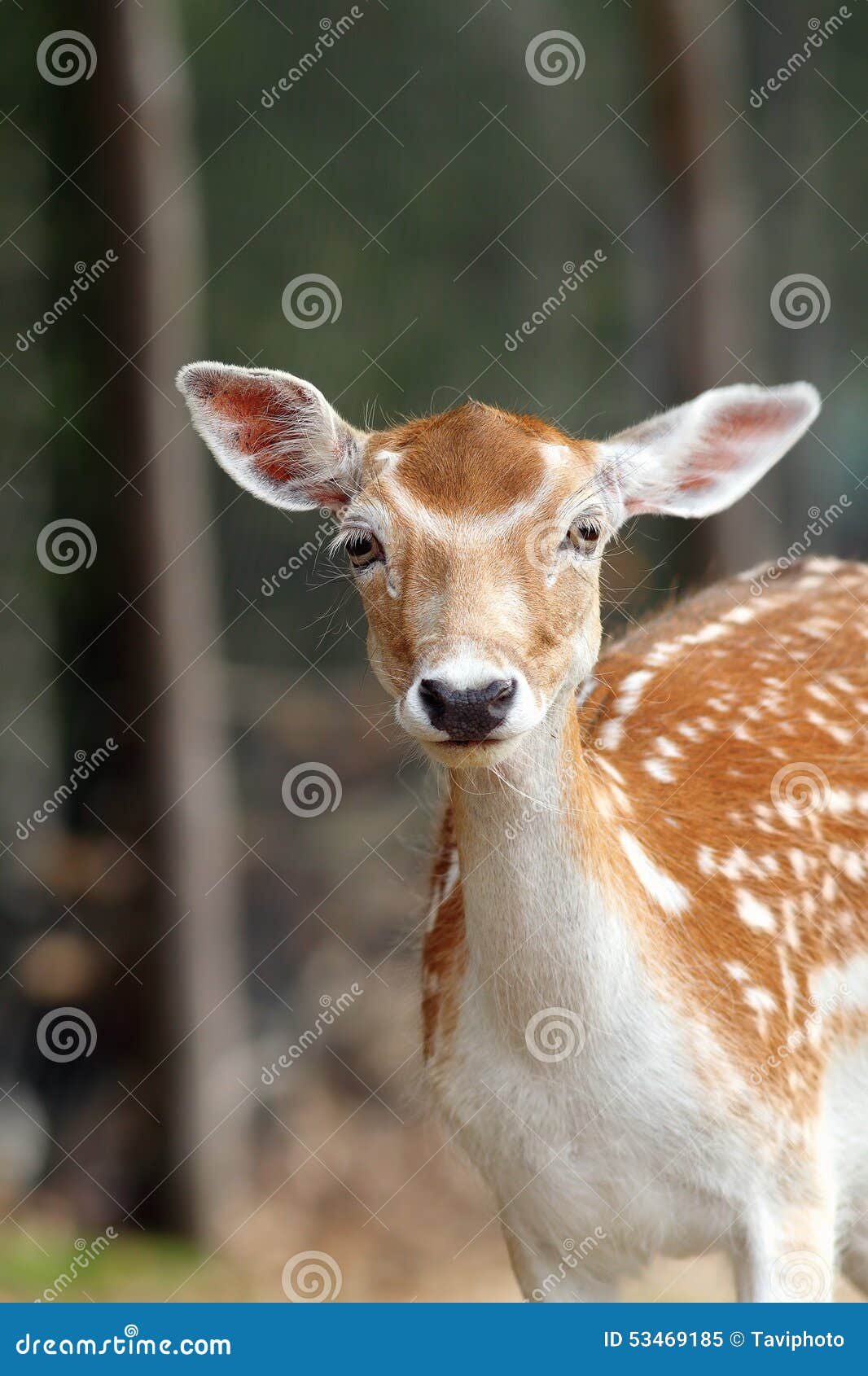 Portrait of a Fallow Deer Hind Stock Image - Image of fawn, forest ...