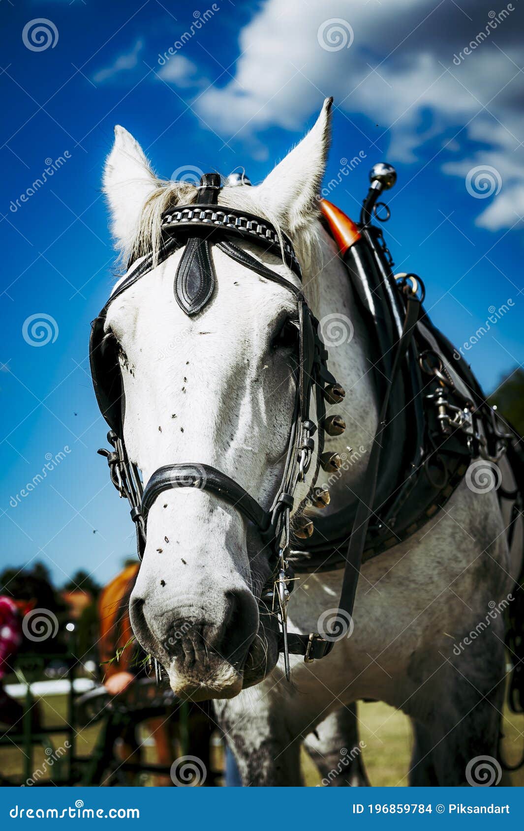 Portrait Of A Farm Pulling Horse Stock Photo | CartoonDealer.com #196859784