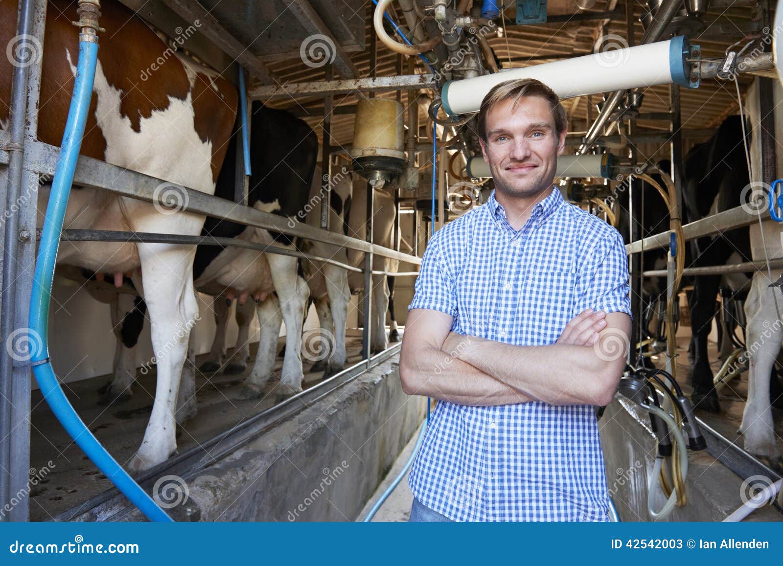 Portrait of Farmer with Cattle in Milking Shed Stock Image - Image of ...