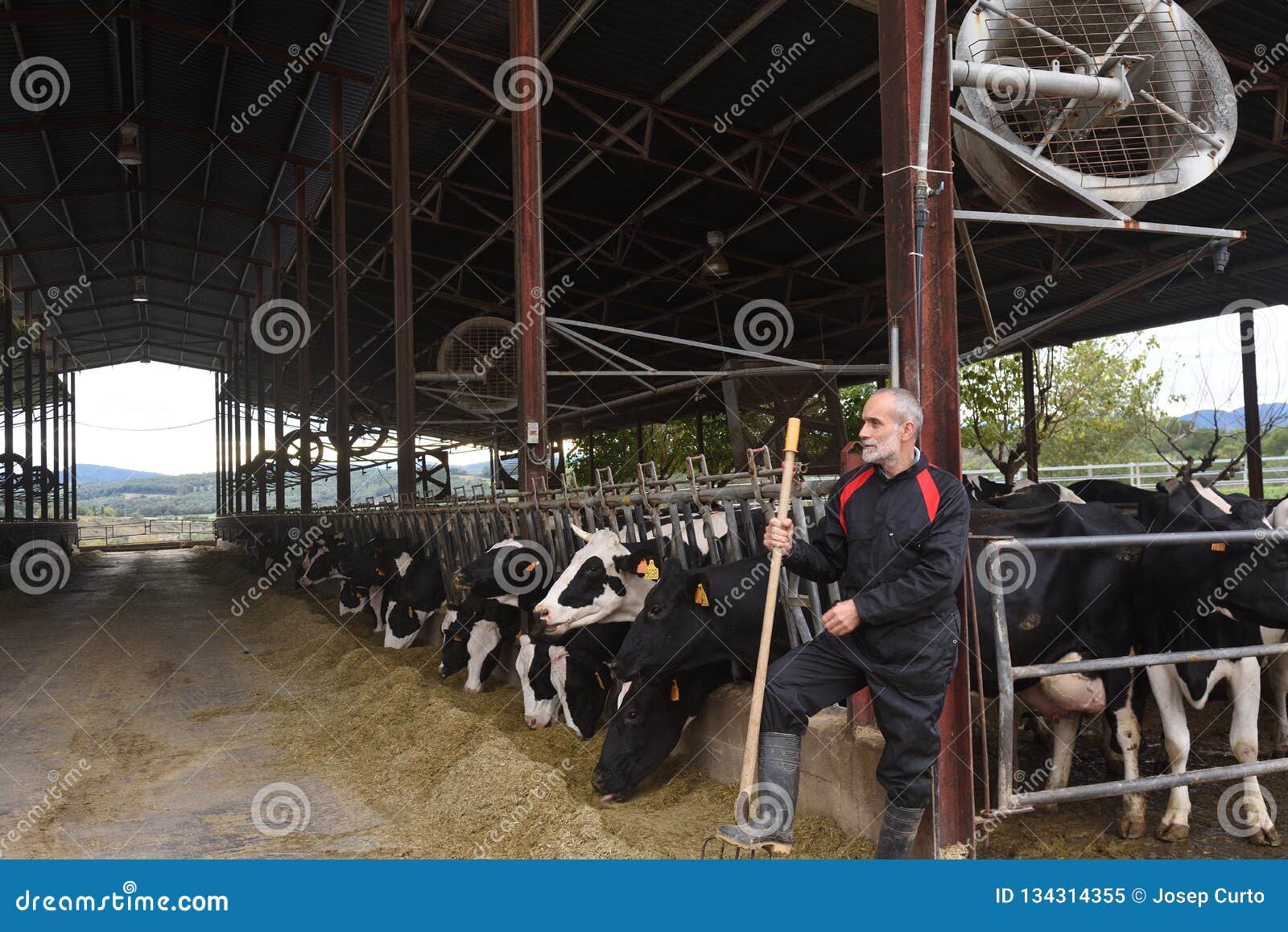 Portrait of a Farmer with Cows Stock Image - Image of food, indoors ...