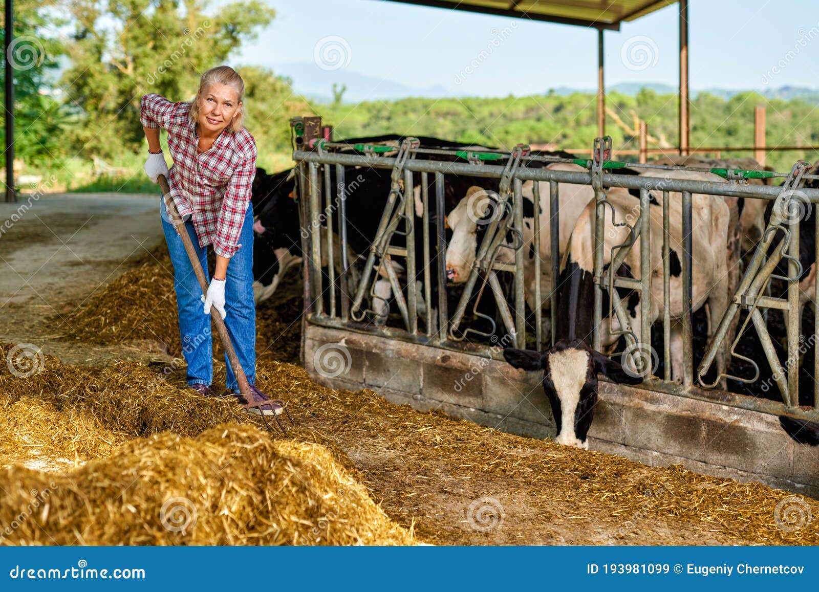 Portrait of Farmer Feeding Cows in Farm Stock Image - Image of herd ...