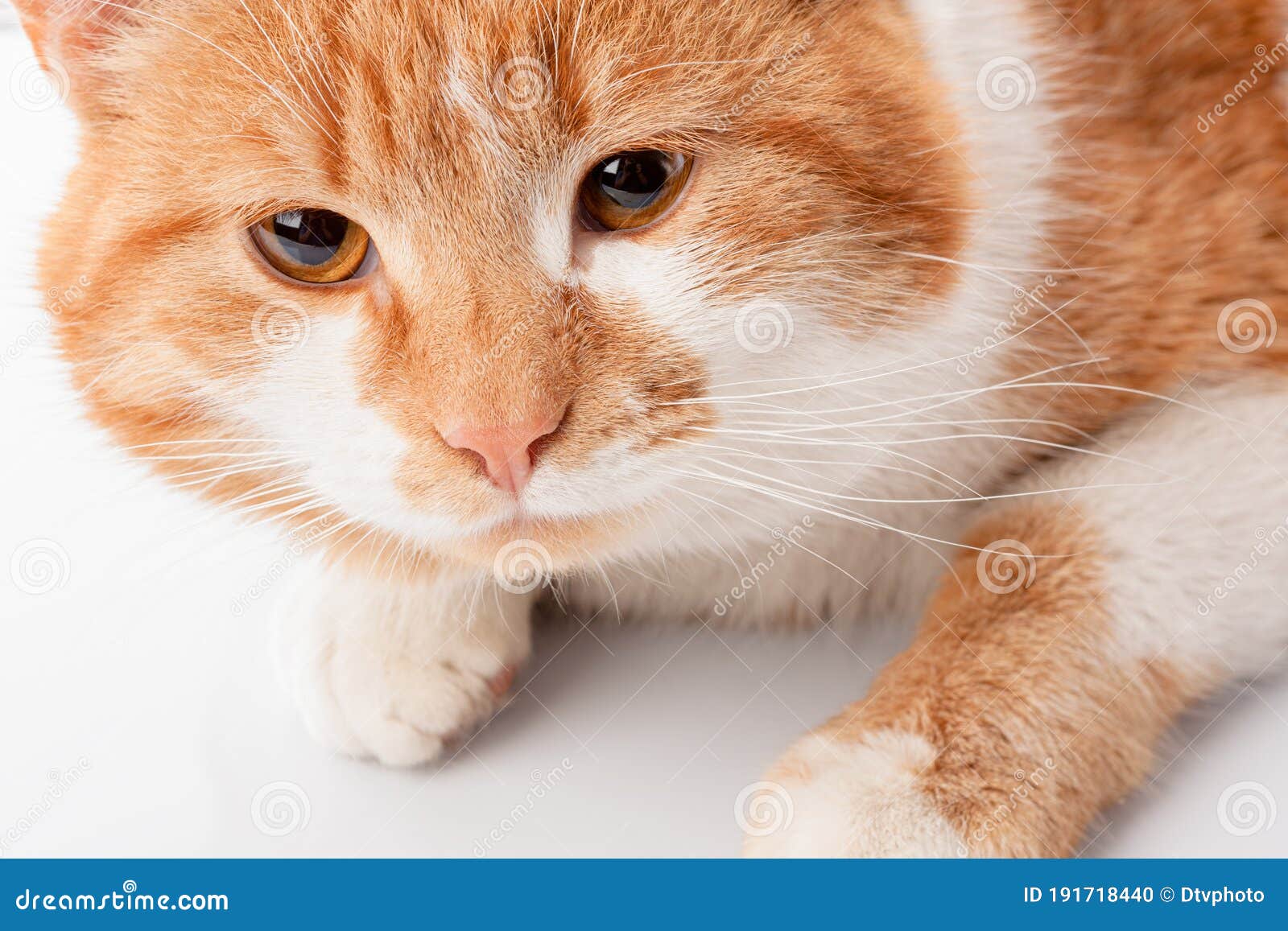 Portrait of Fat Ginger Red Cat Stock Photo - Image of domestic, ginger ...