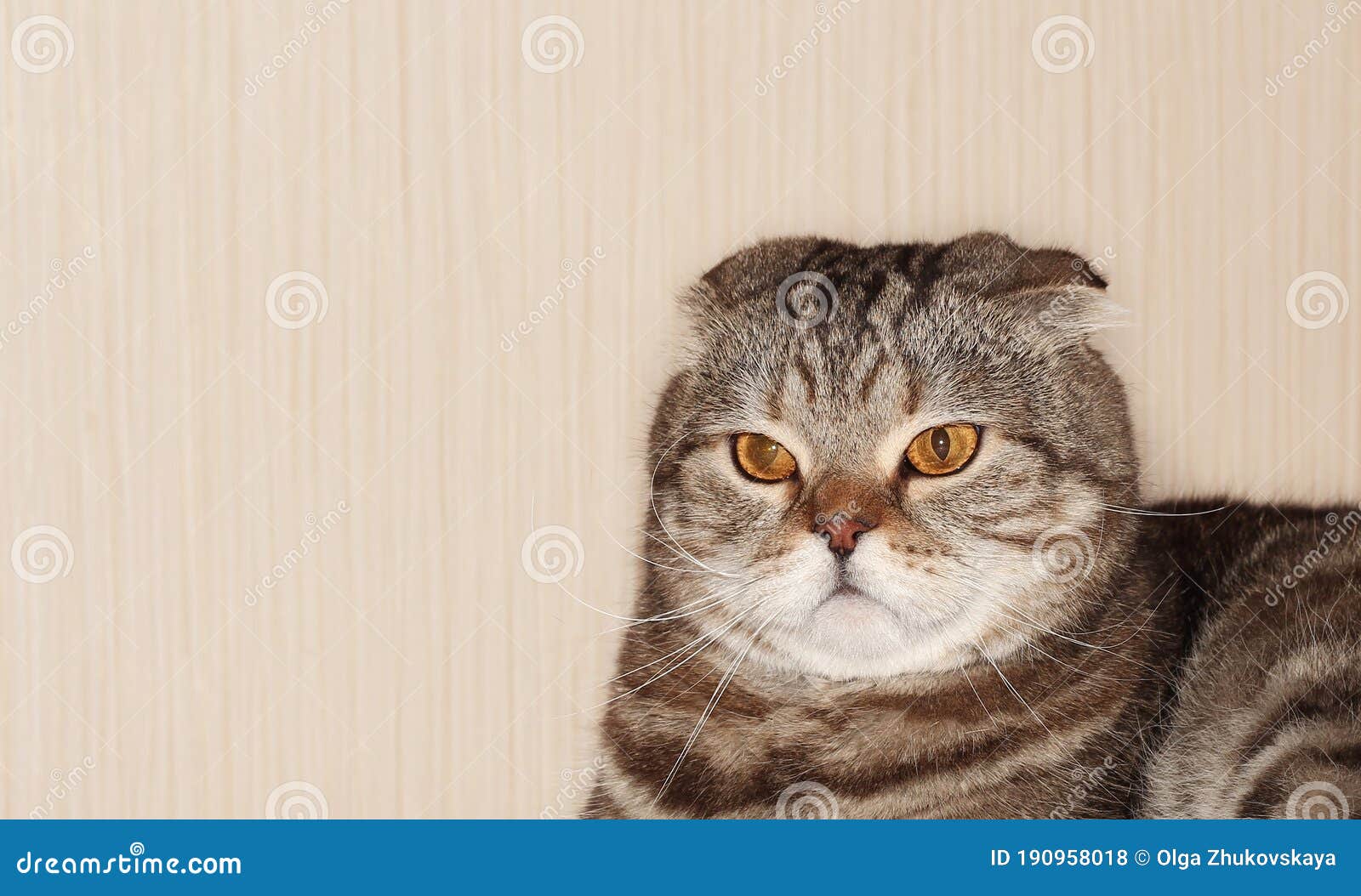 Portrait of a Fat Tabby Cat. a Cat with Floppy Ears Stock Photo - Image ...