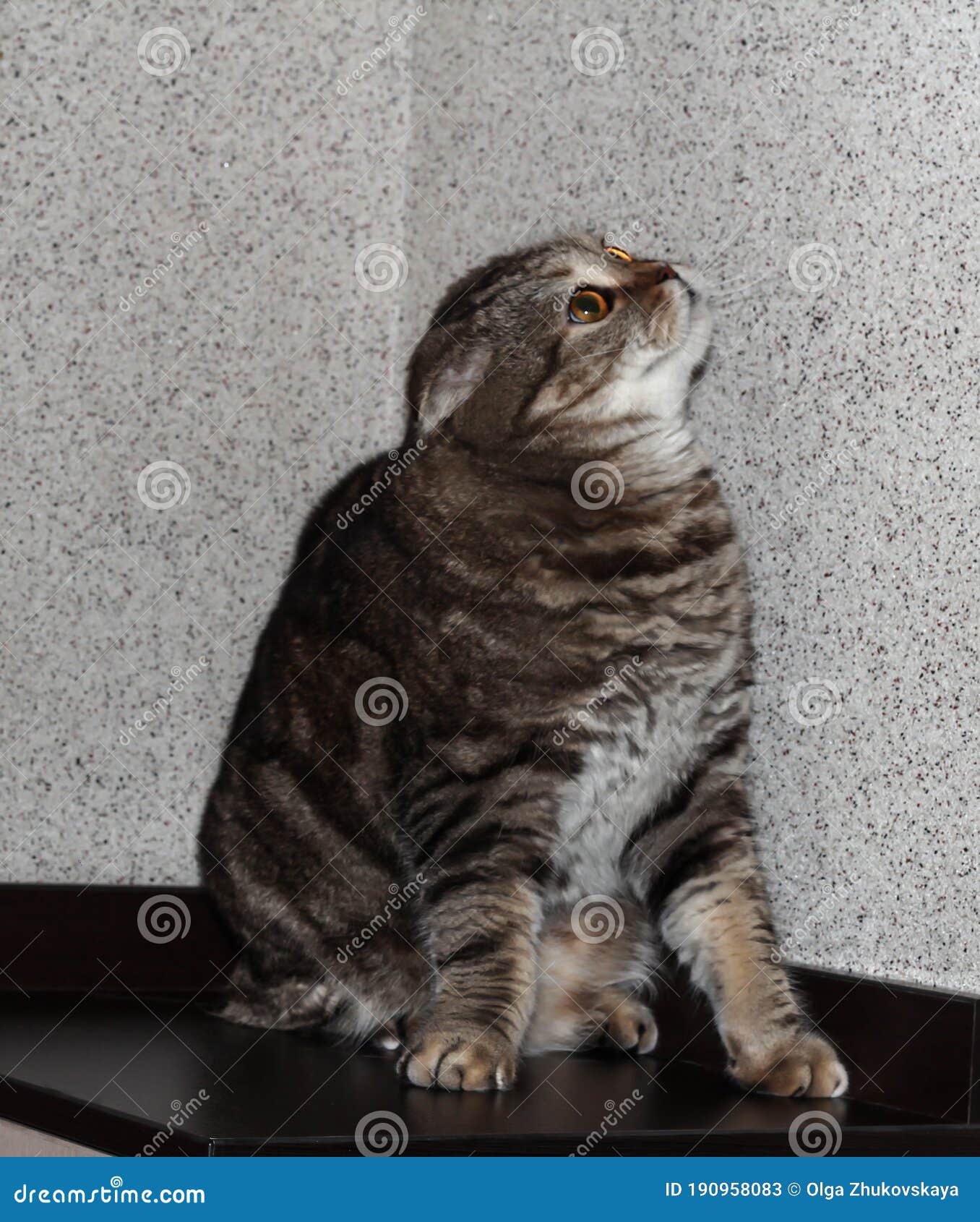 Portrait of a Fat Tabby Cat. a Cat with Floppy Ears Stock Image - Image ...