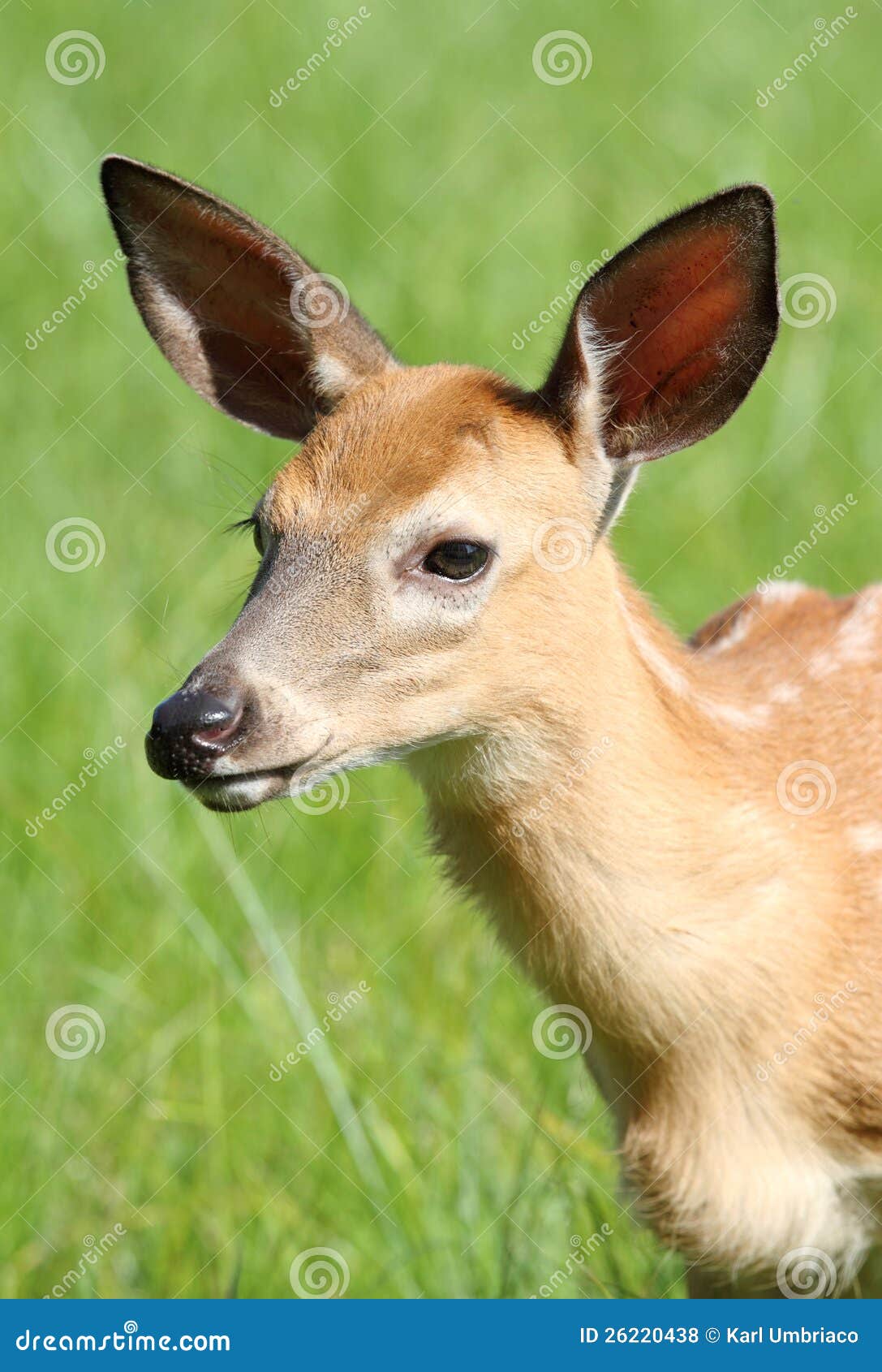 Portrait of fawn stock photo. Image of deer, fawn, animal - 26220438