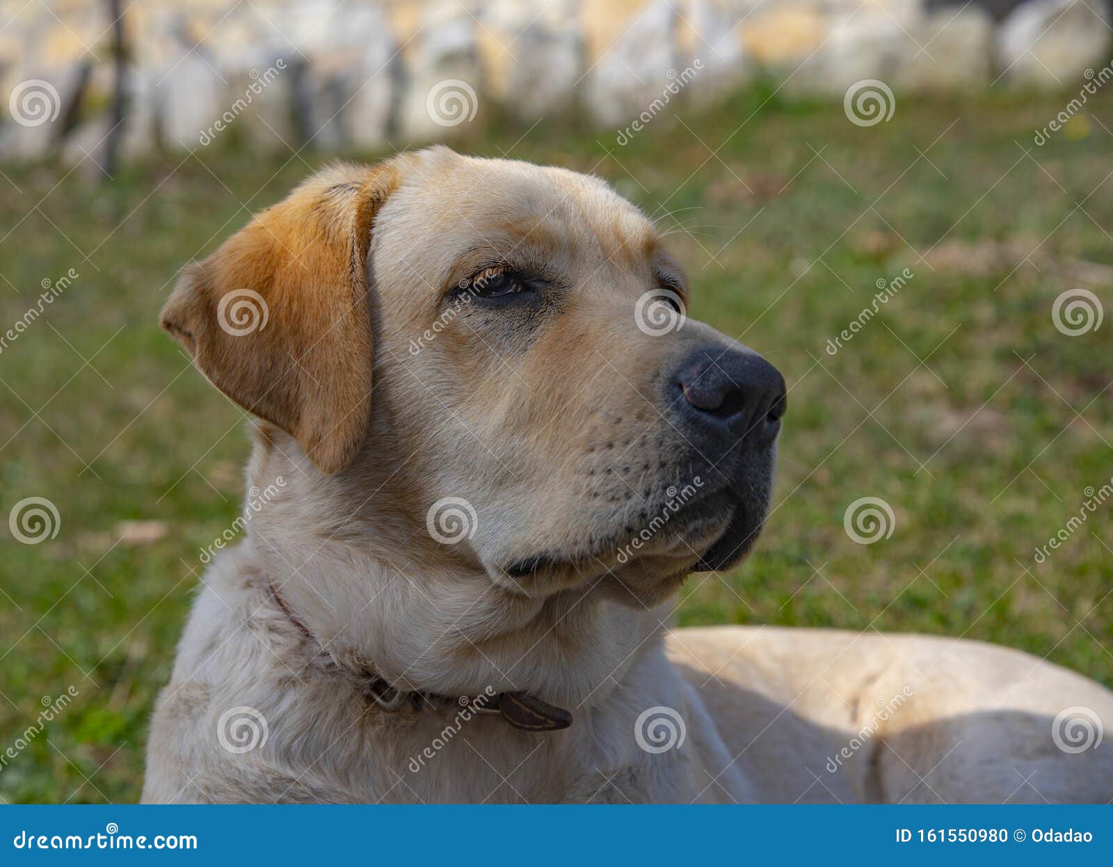 Portrait of a Fawn Labrador Lying on the Grass Stock Photo - Image of ...