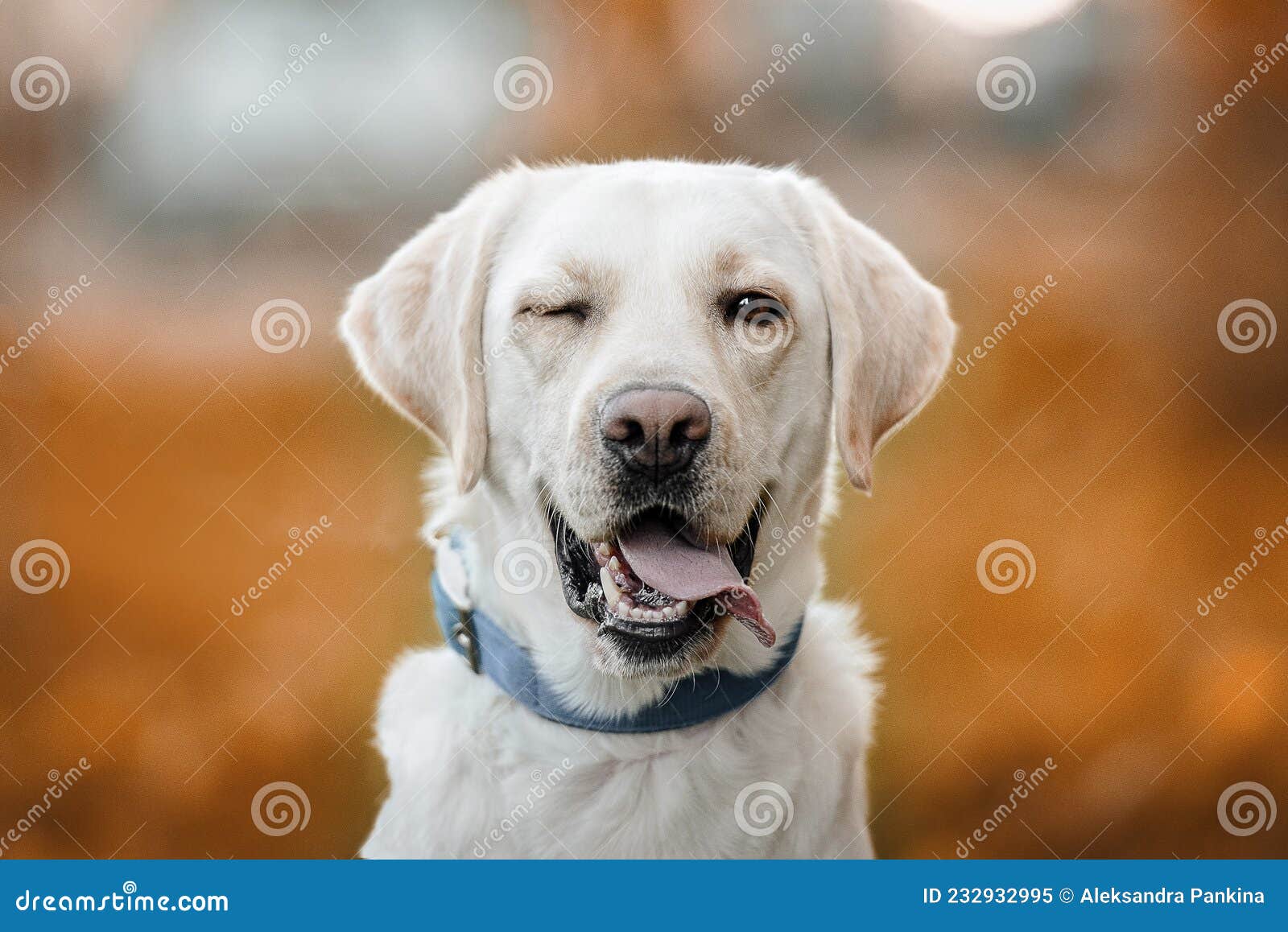Portrait of a Fawn Winking Labrador Stock Image - Image of carnivore ...