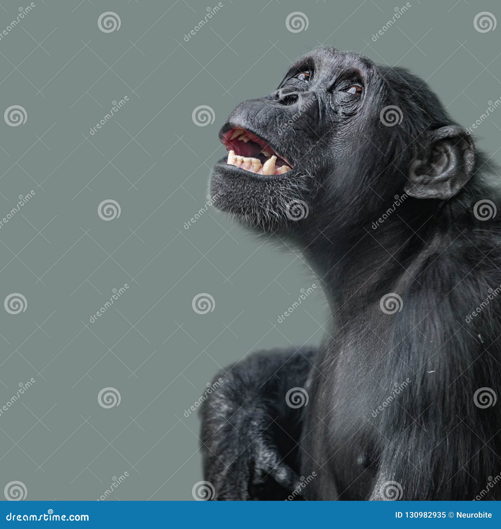 Portrait of Fearful, Terrified Chimpanzee at Smooth Uniform Back Stock ...