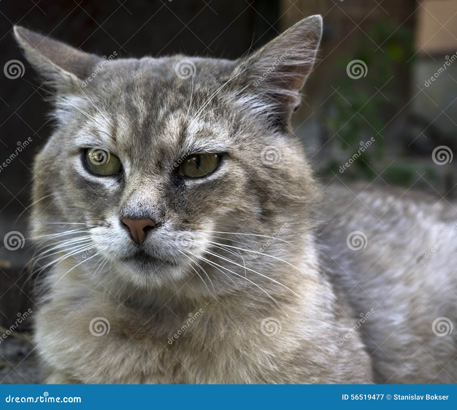 Portrait of Fearsome Highbred Cat Stock Image - Image of animal, people ...