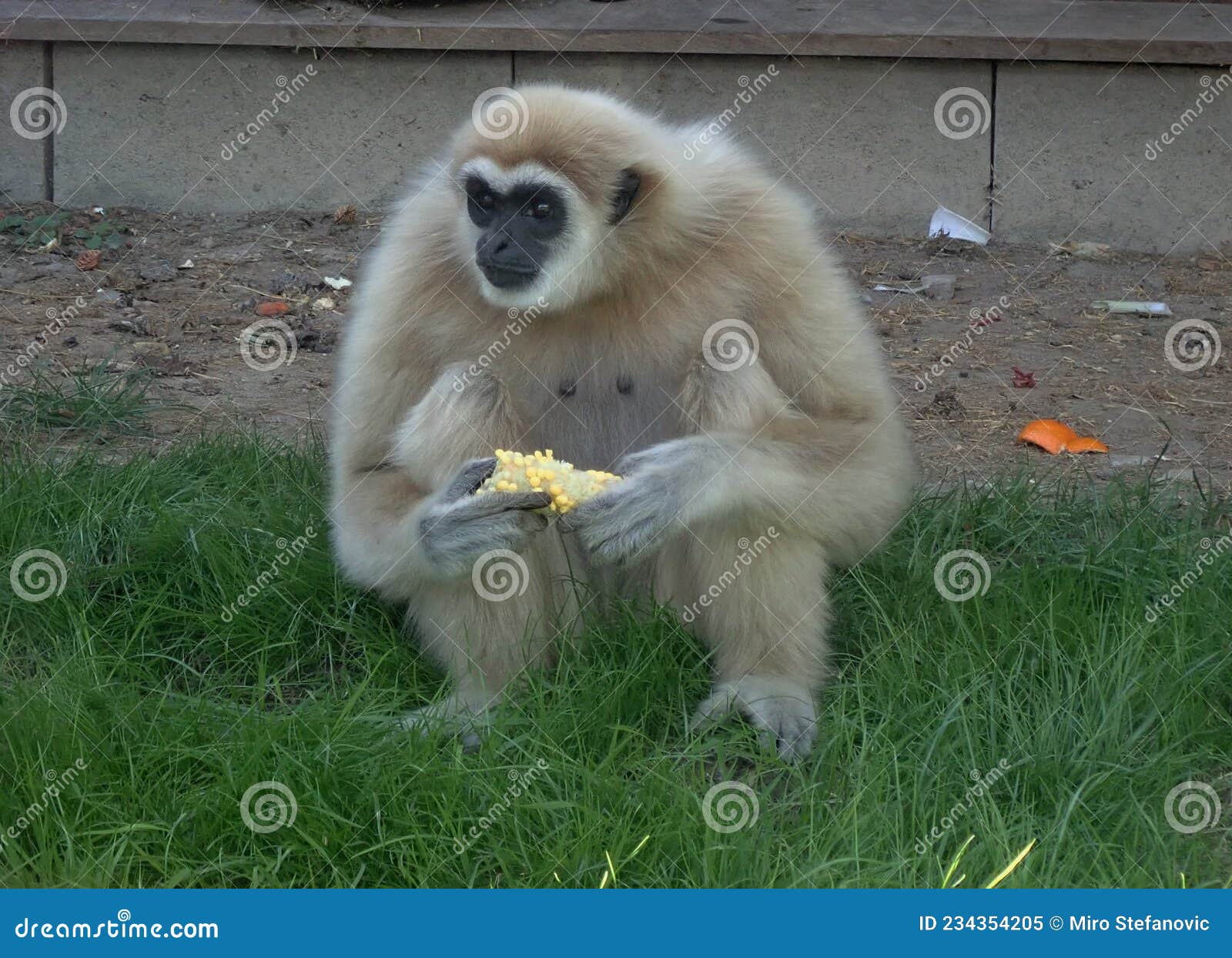 Portrait of a Feeding Monkey Stock Image - Image of distance2021 ...