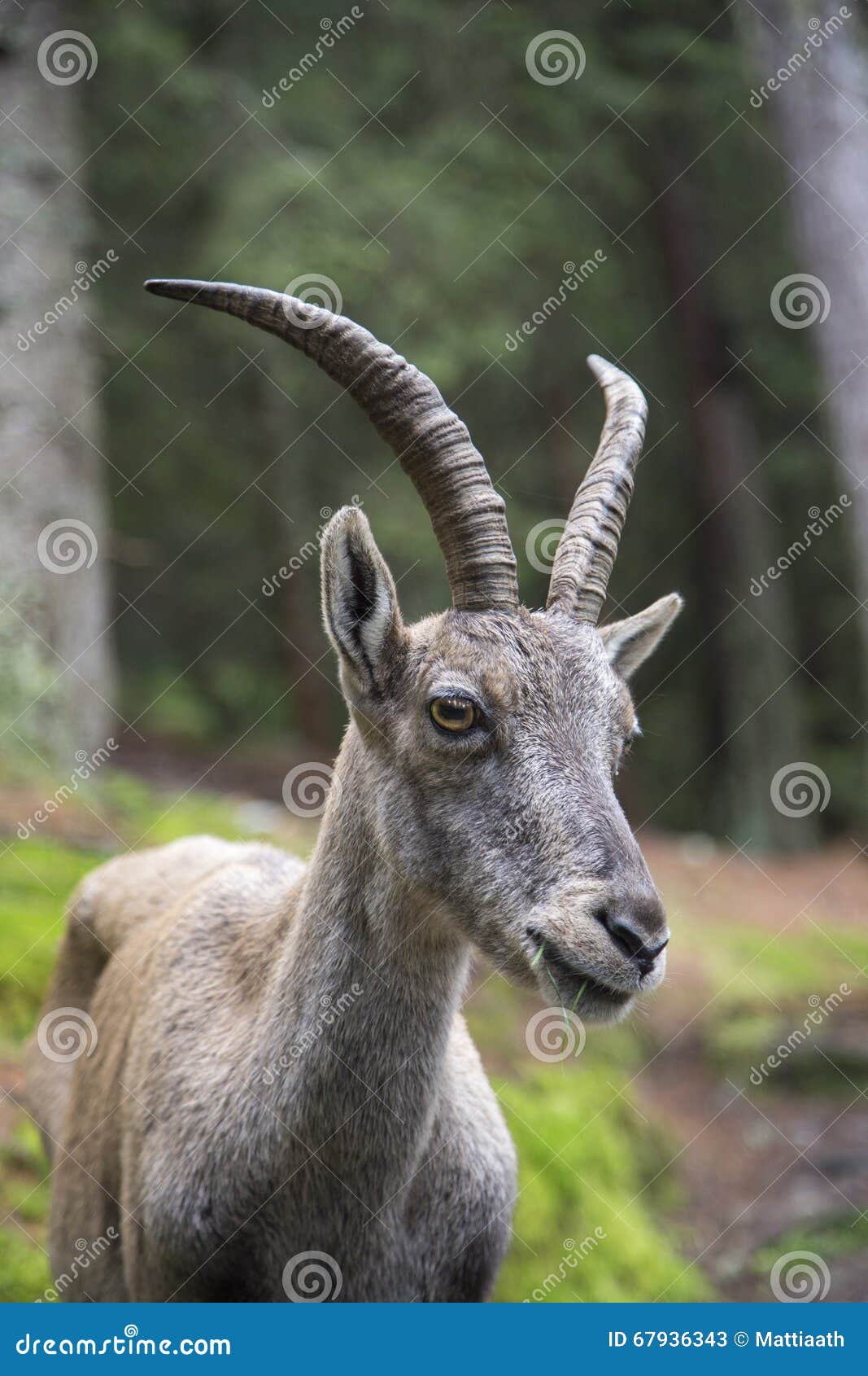 Portrait of a Female Alpine Ibex Stock Image - Image of nature, grazing ...