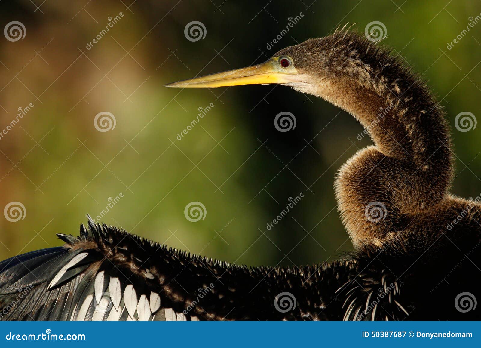 Portrait of female Anhinga stock image. Image of florida - 50387687