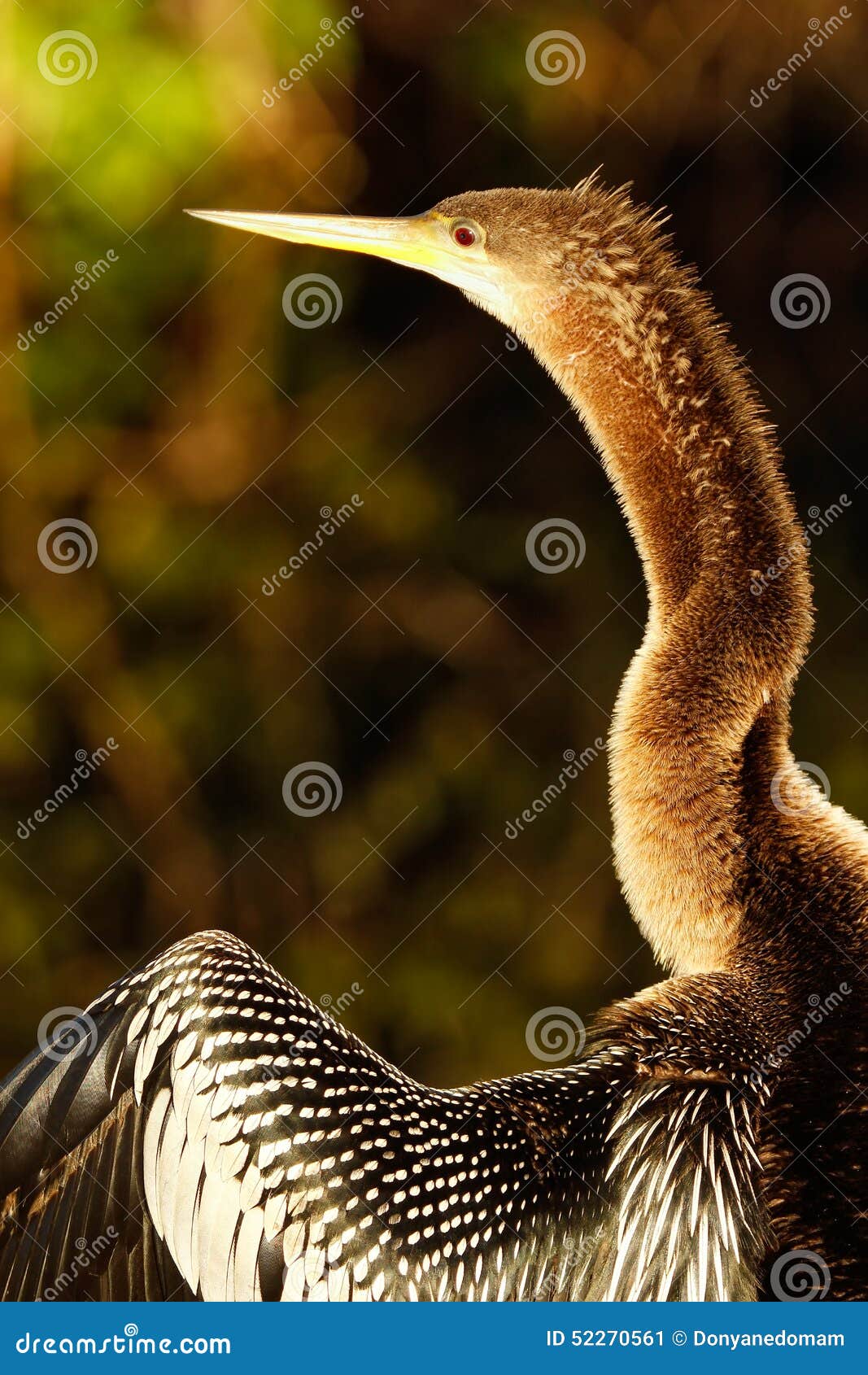 Portrait of female Anhinga stock image. Image of park - 52270561
