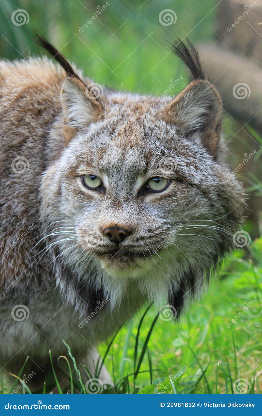 Canadian Lynx (female) stock photo. Image of cats, animal - 29981832