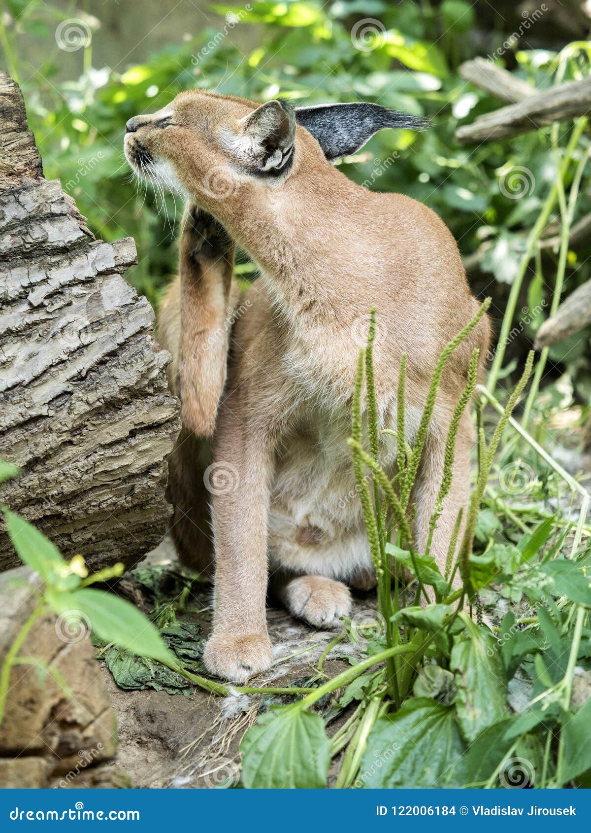 Female Caracal, Caracal Caracal, With A Young Stock Image ...