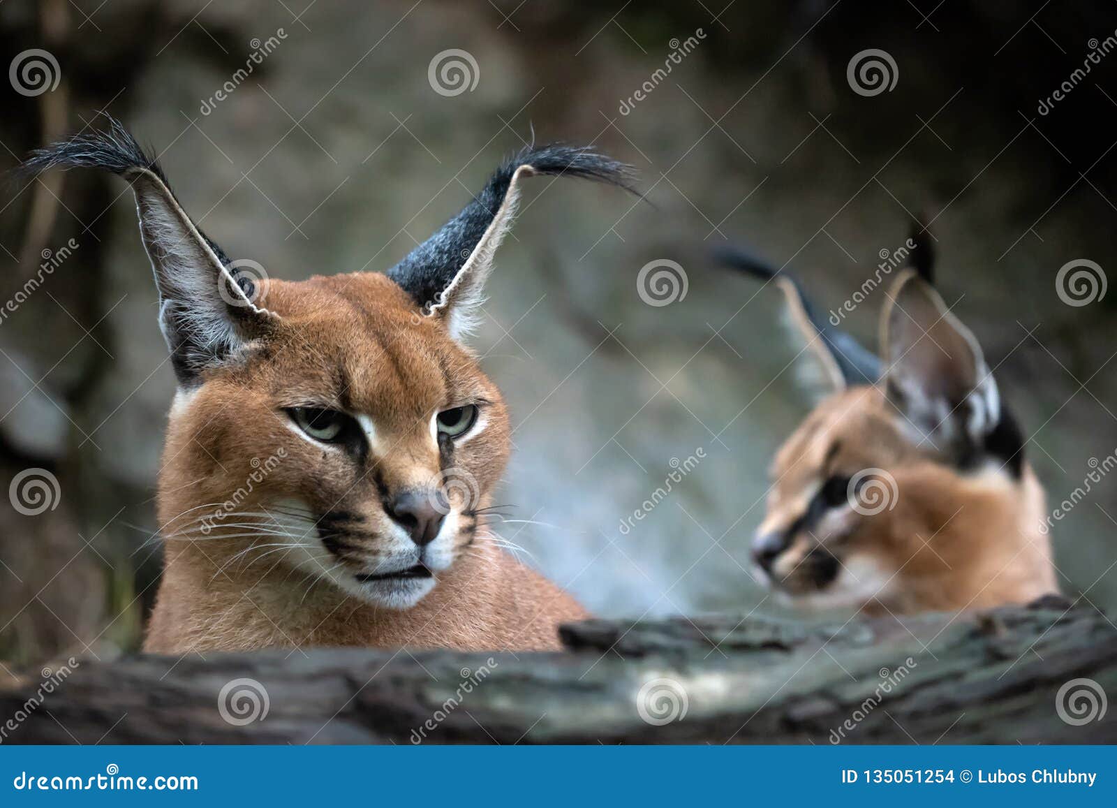 Portrait of a Female Caracal and Young Caracal Stock Photo - Image of ...