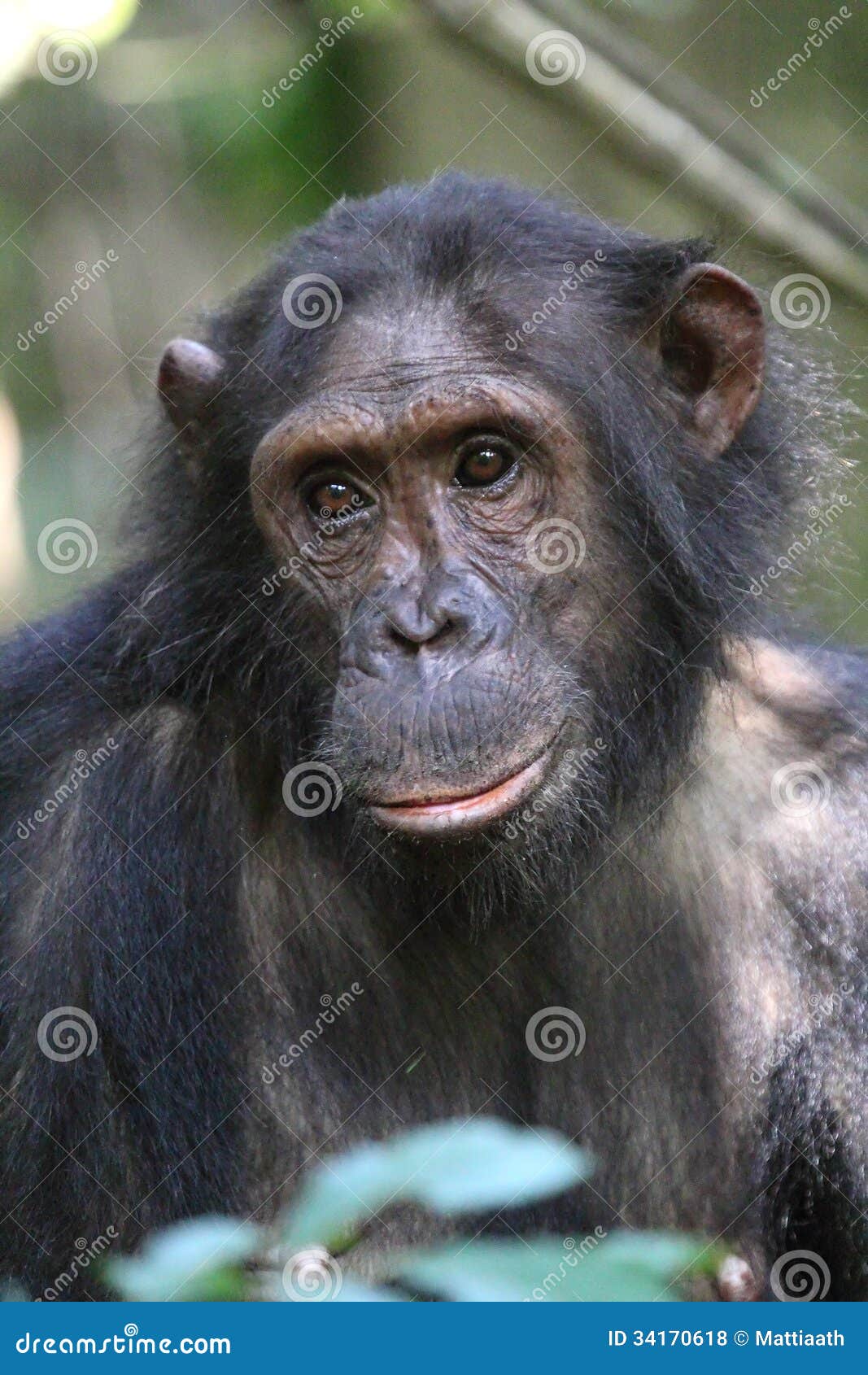 Portrait of a Female Chimpanzee Stock Photo - Image of creature, forest ...