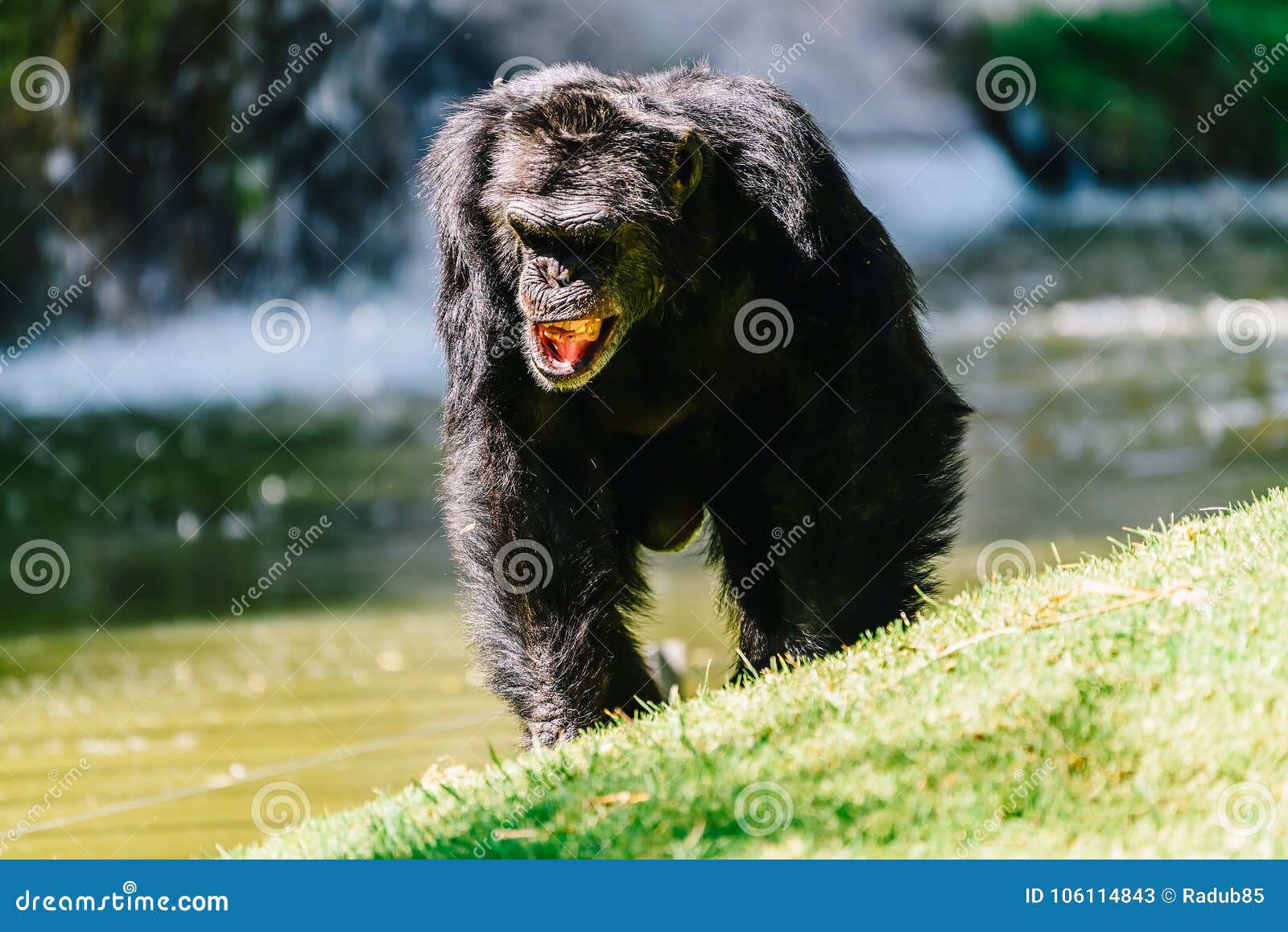 Portrait of a Female Chimpanzee Stock Image - Image of common, adult ...