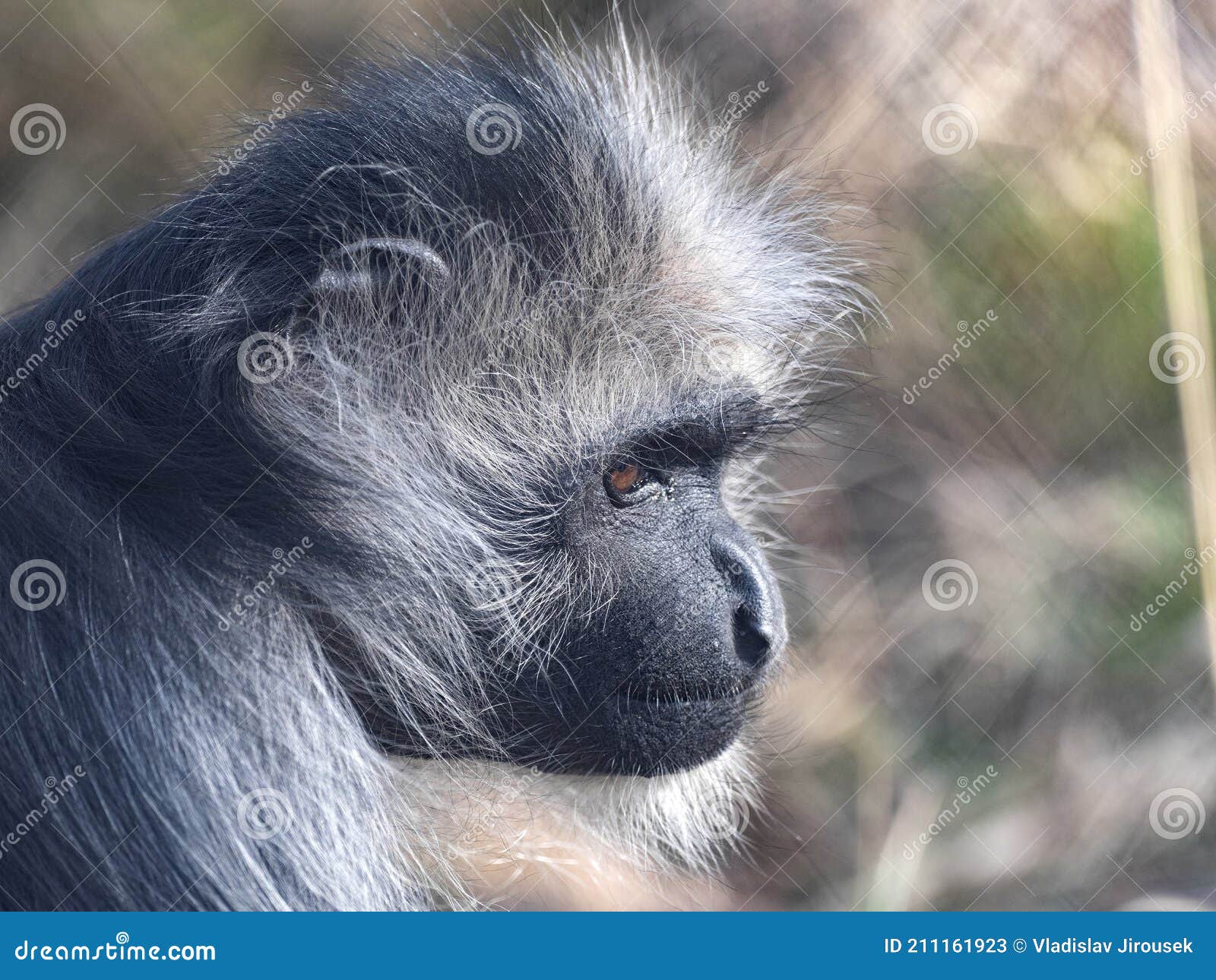 Portrait of a Female Colobus Polykomos, King Colobus Stock Image ...