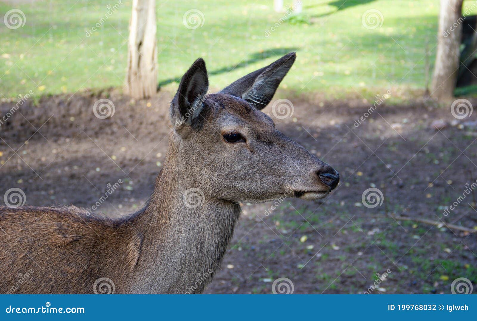A Portrait of the Female Deer Cub Stock Photo - Image of head ...