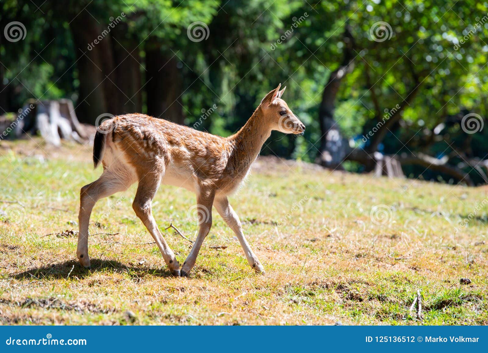 Portrait of female deer stock photo. Image of landscape - 125136512