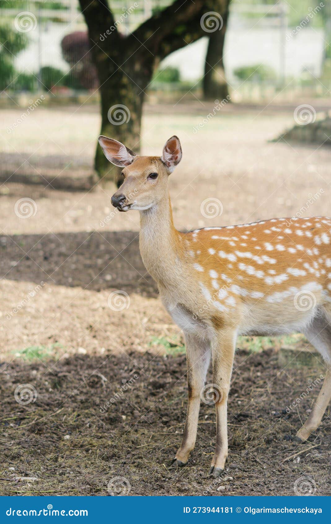 Portrait of a Female Deer Walking in Nature Stock Image - Image of ...