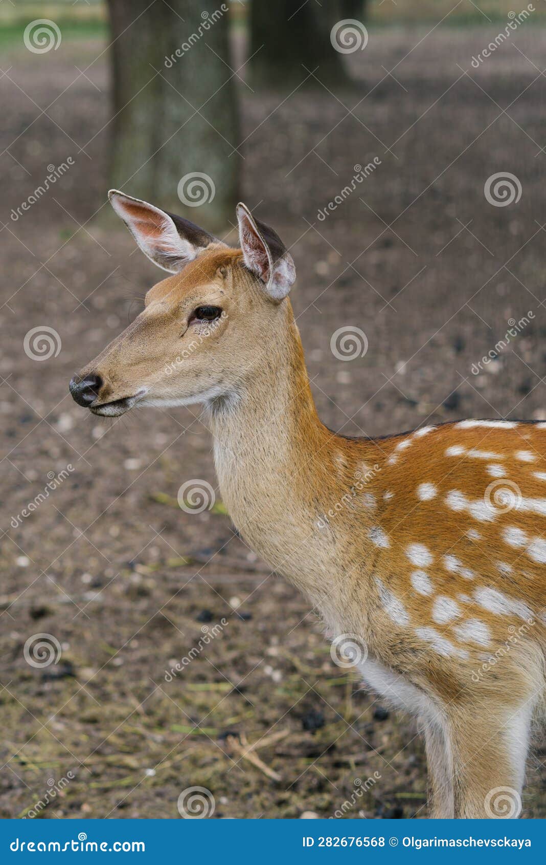 Portrait of a Female Deer Walking in Nature Stock Photo - Image of ...