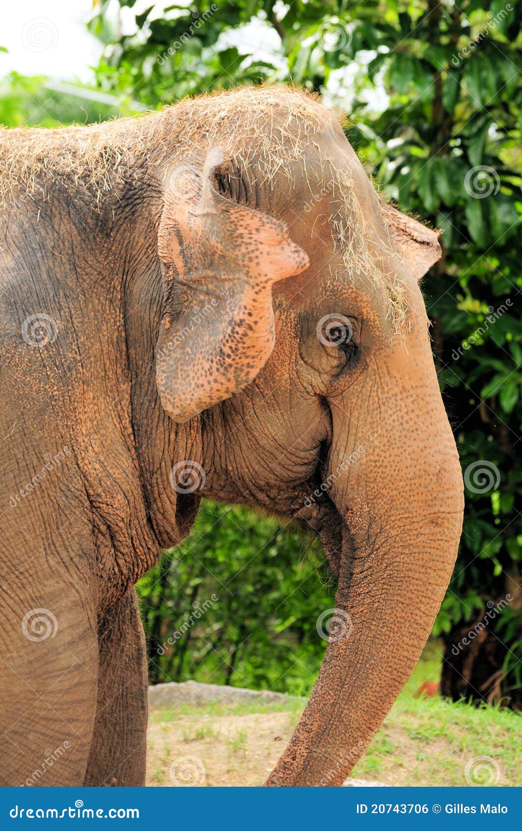 Portrait of a Female Elephant Stock Photo - Image of elephants, animals ...